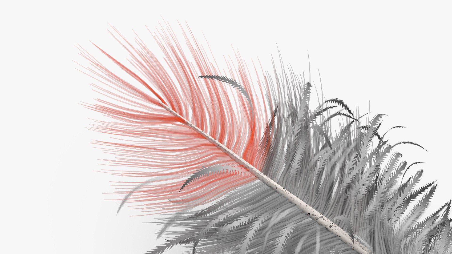 3D Northern Cardinal Feather Model - TurboSquid 2211851