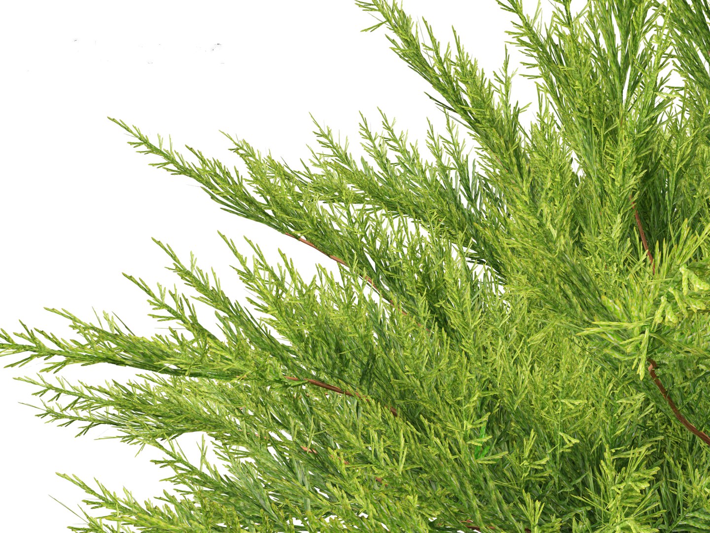 Juniperus Sabina - Savin Juniper 3D Model - TurboSquid 2221366