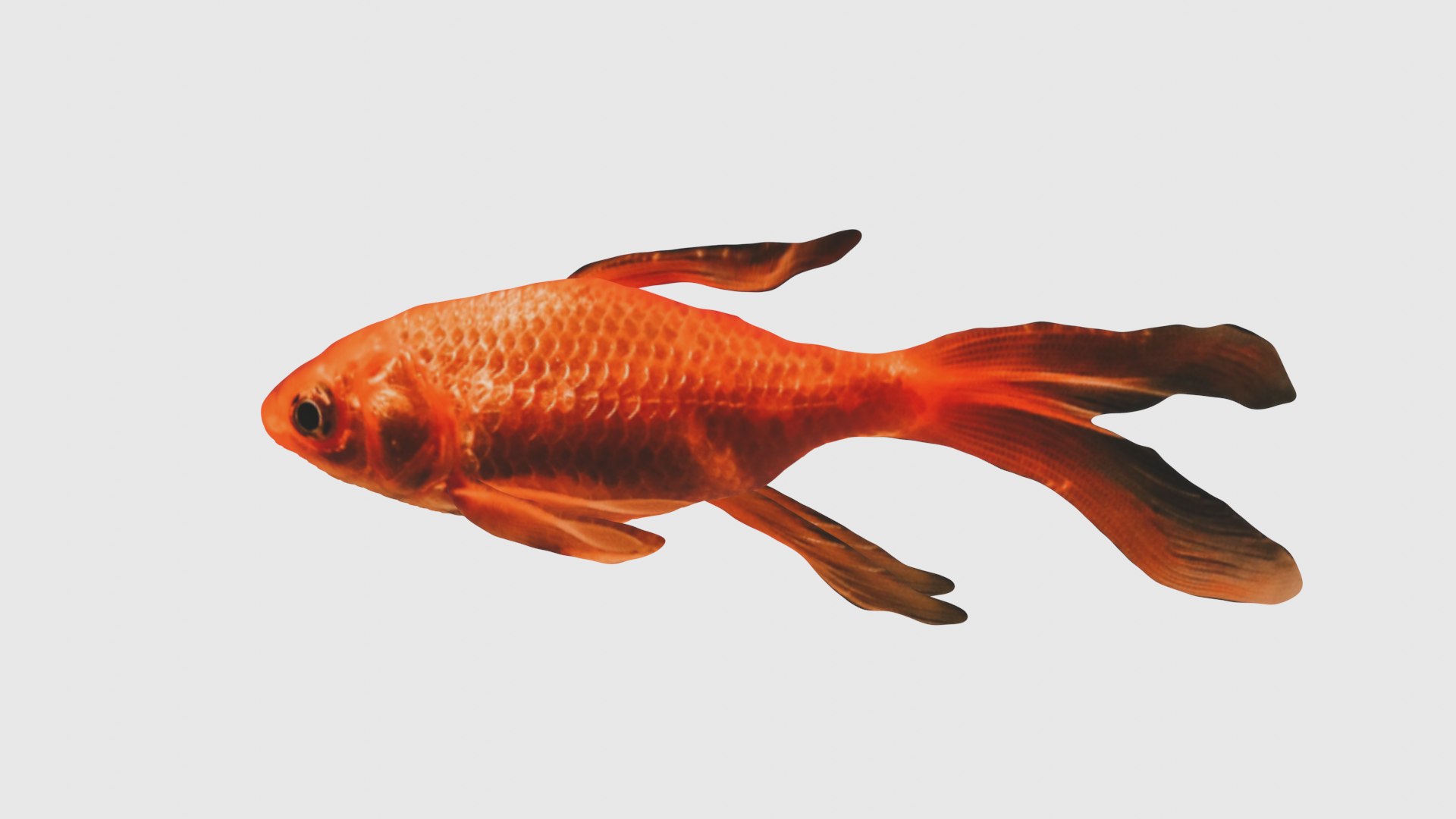 Low Poly Goldfish Rigged With Realistic Texture 3D Model - TurboSquid ...