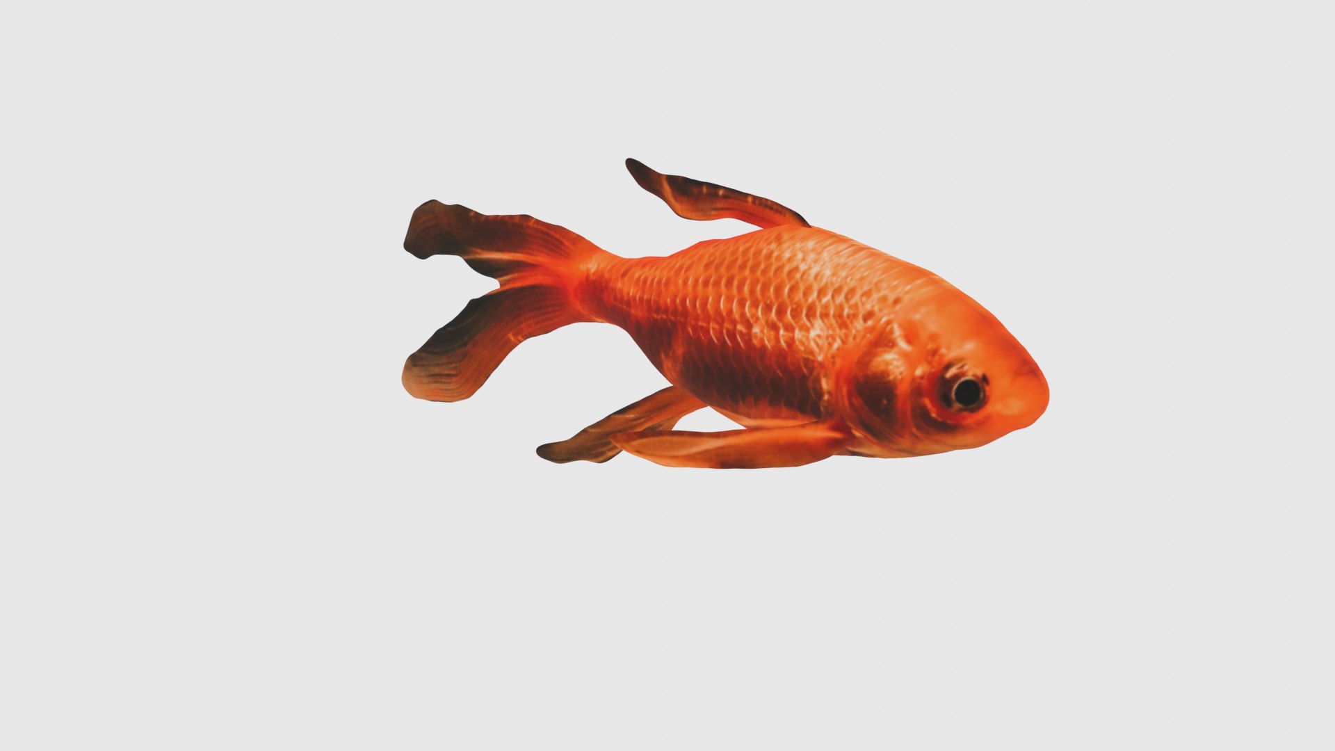 Low Poly Goldfish Rigged With Realistic Texture 3D Model - TurboSquid ...