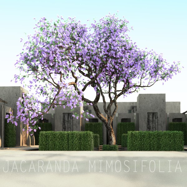 3d model jacaranda tree forest
