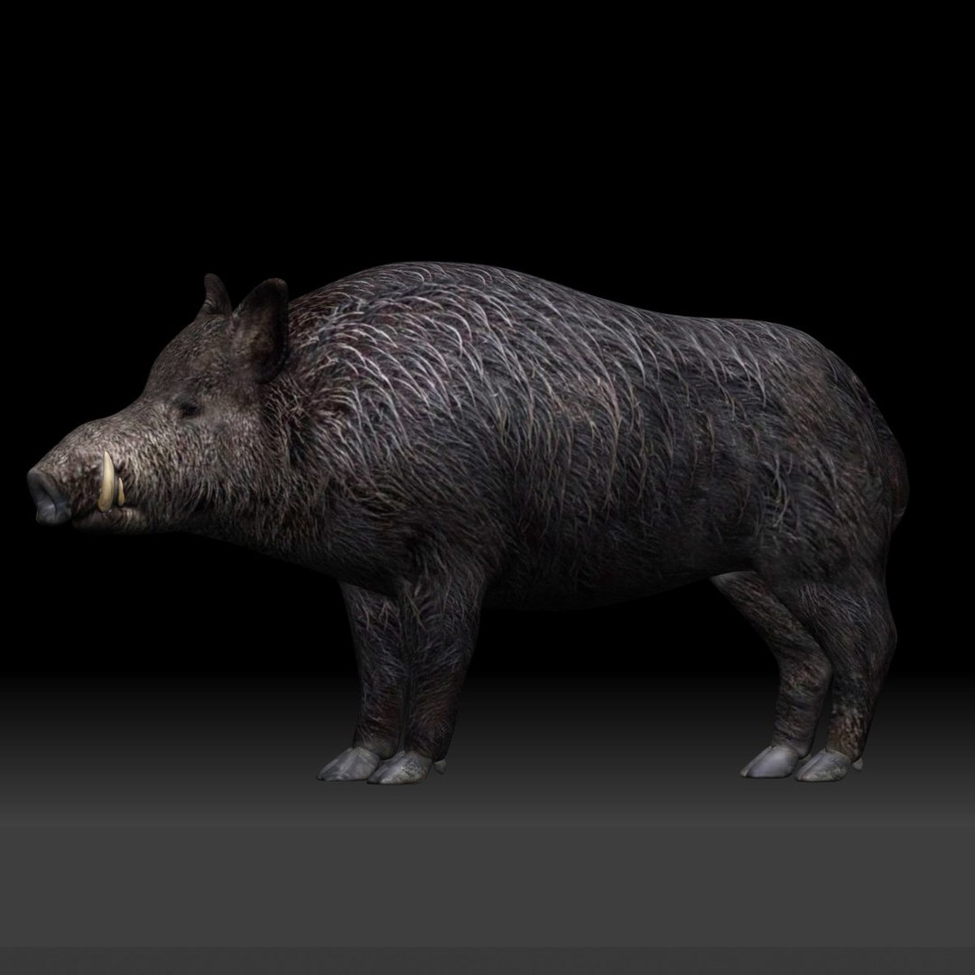 Fully Rigged Boar 3D Model - TurboSquid 1746639