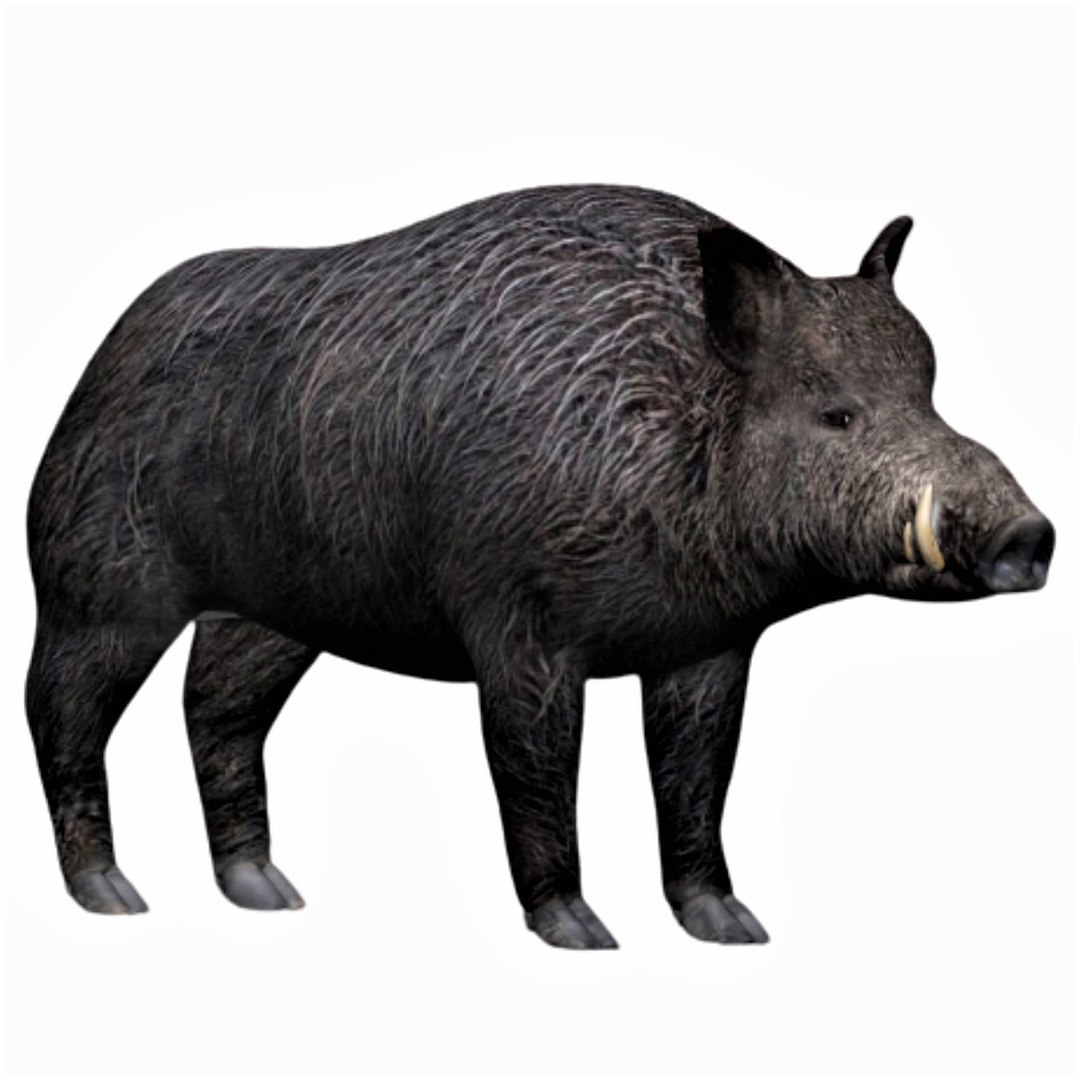 Fully Rigged Boar 3D Model - TurboSquid 1746639