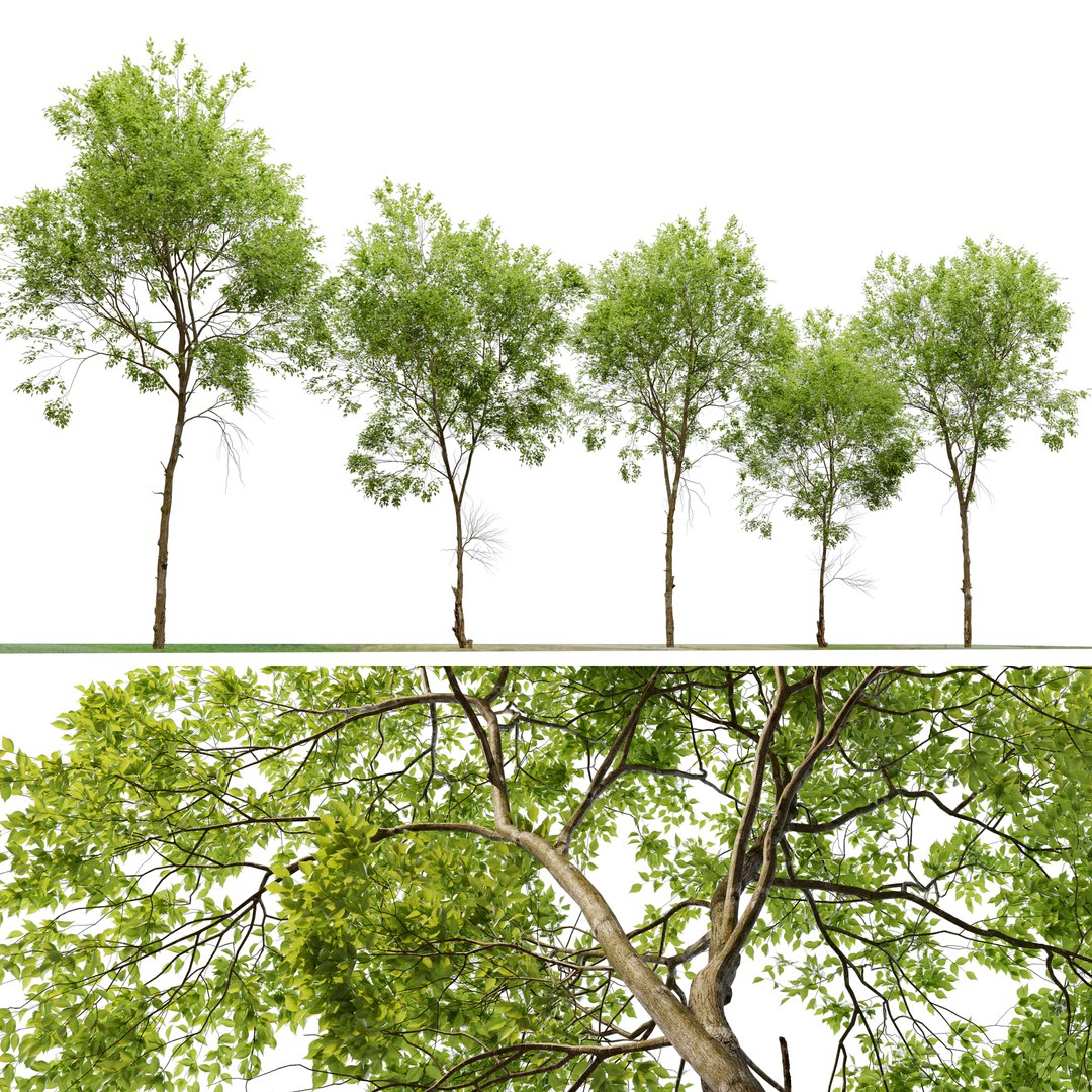 Ash tree set model - TurboSquid 1938717