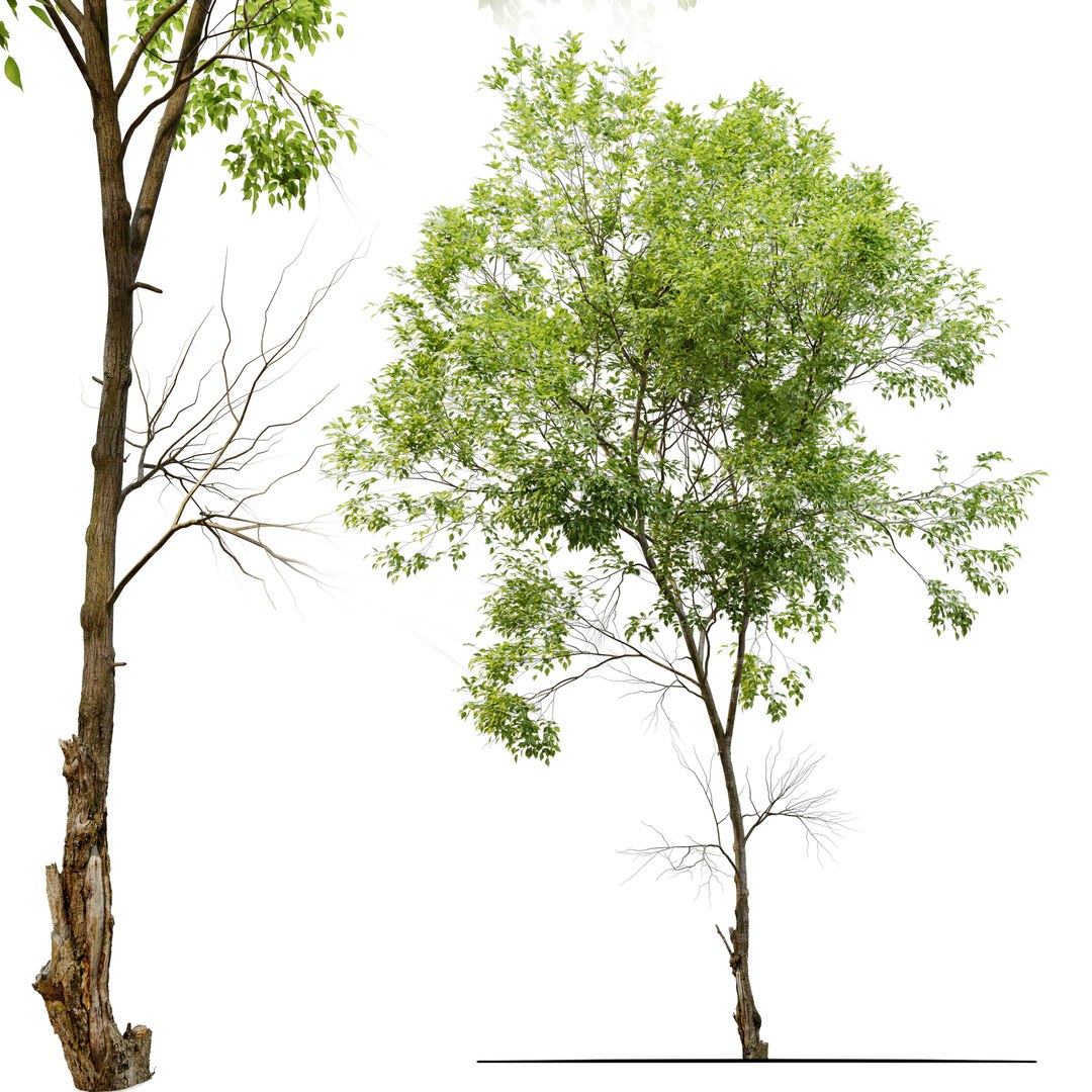 Ash tree set model - TurboSquid 1938717