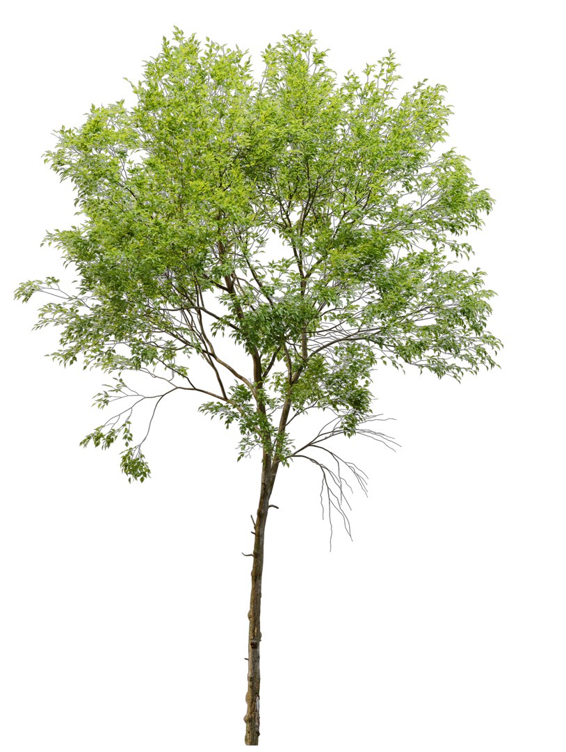 Ash tree set model - TurboSquid 1938717