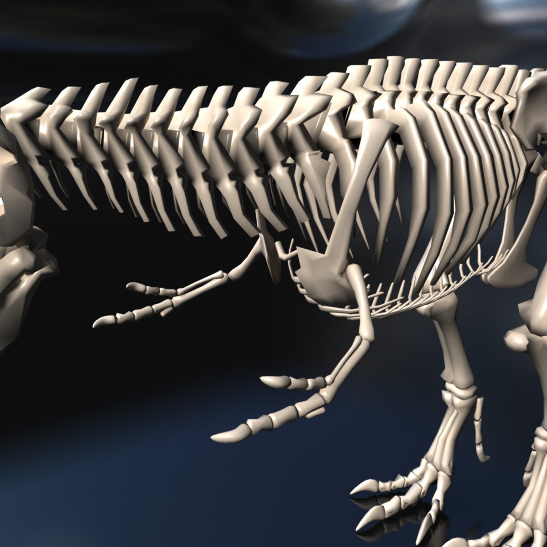 Free Animation 3D Model - TurboSquid 1440271