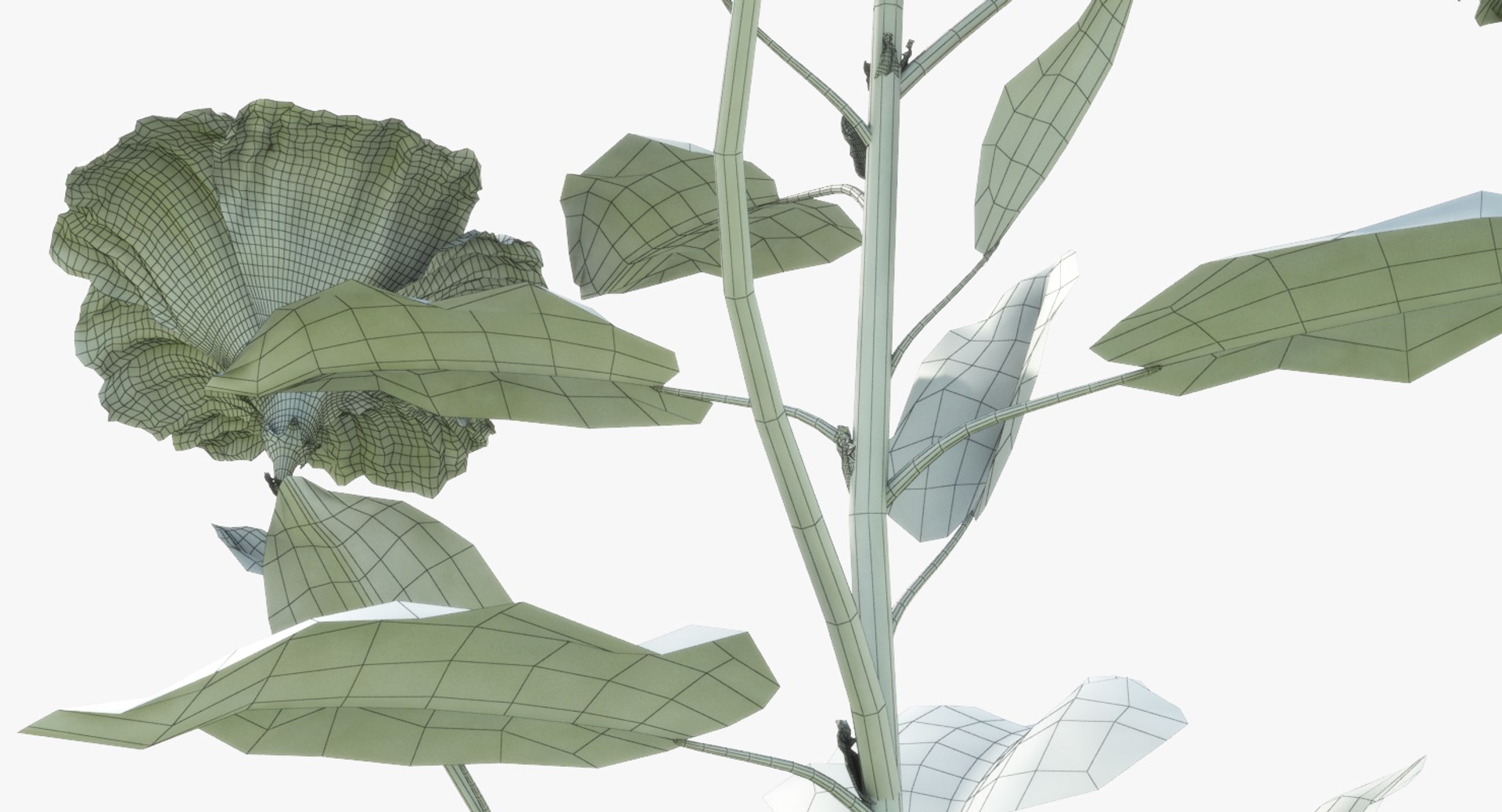 Hibiscus Flower Open 3d Model