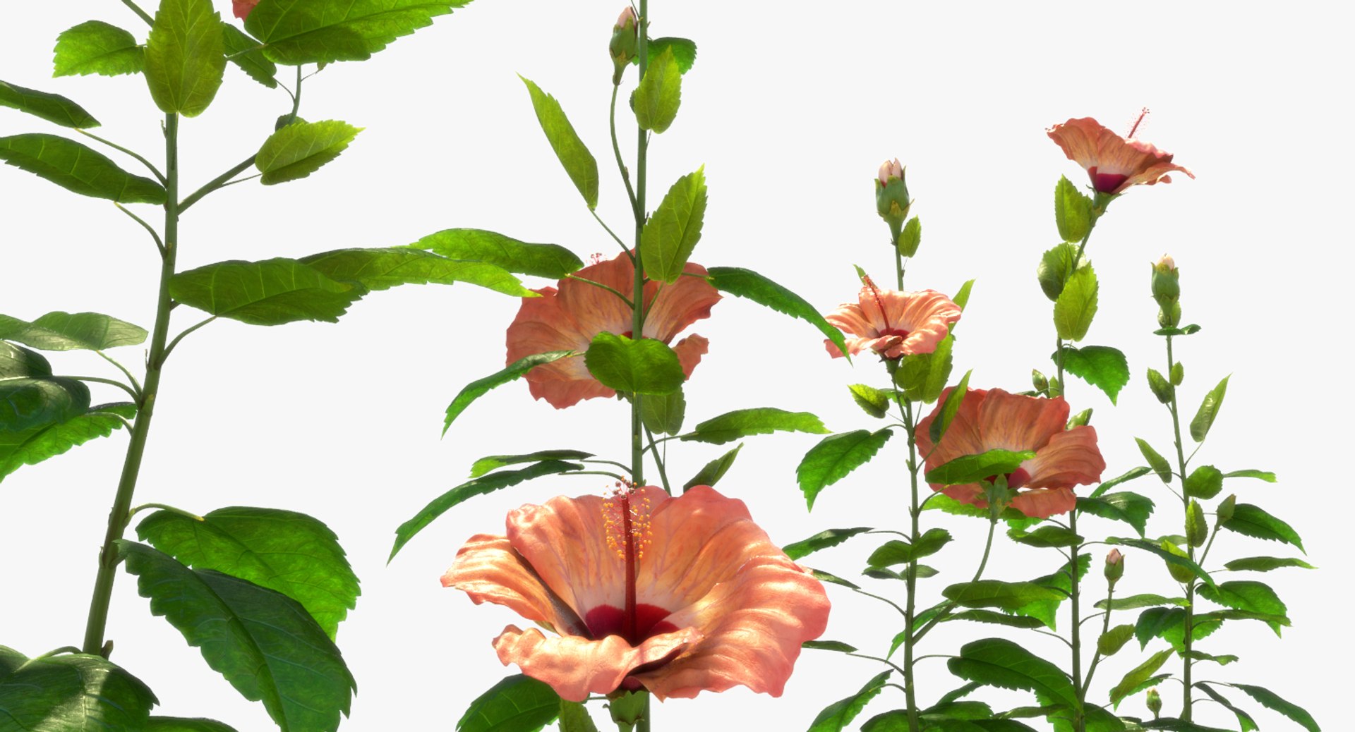 Hibiscus Flower Open 3d Model