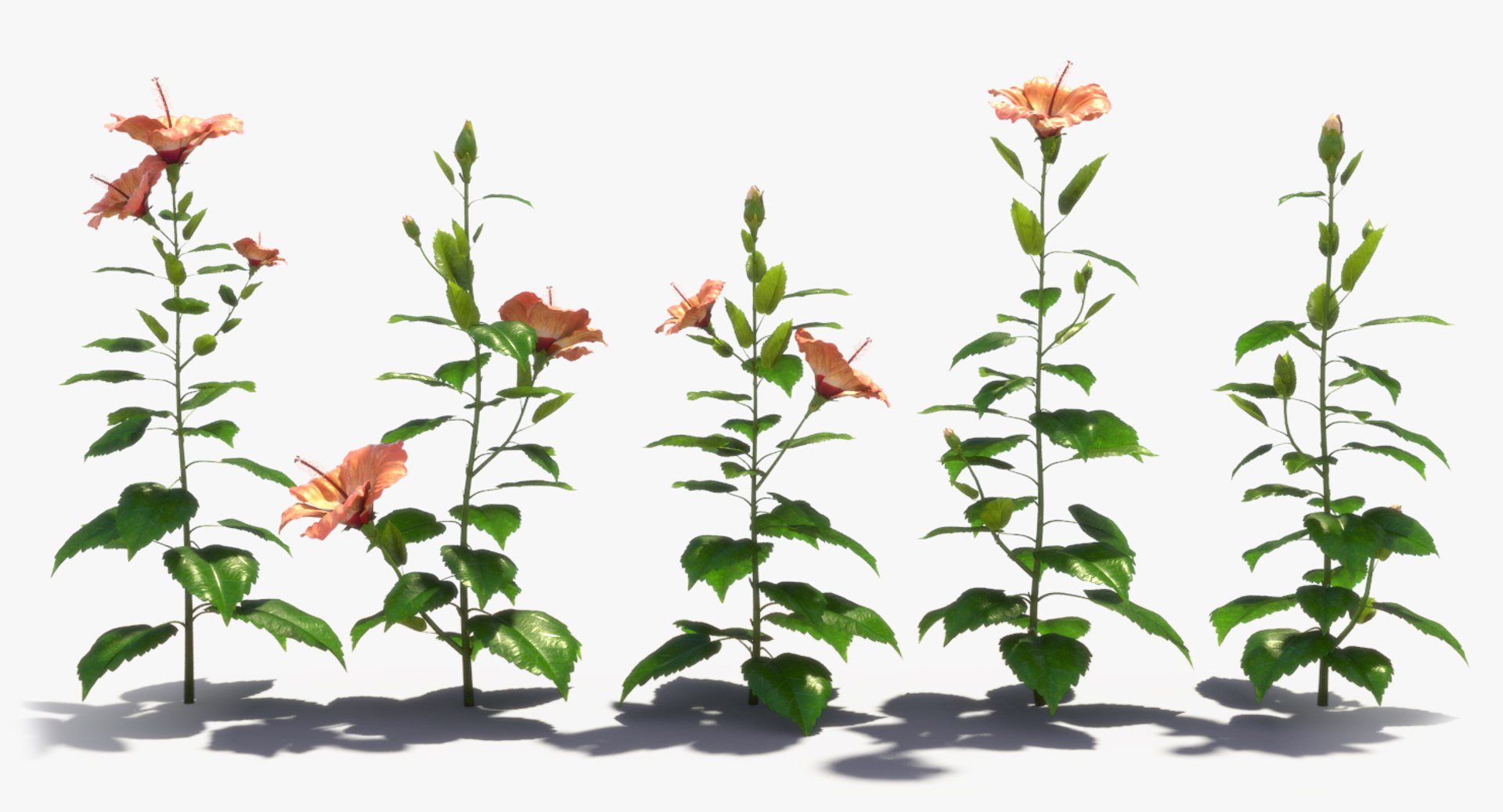 Hibiscus Flower Open 3d Model