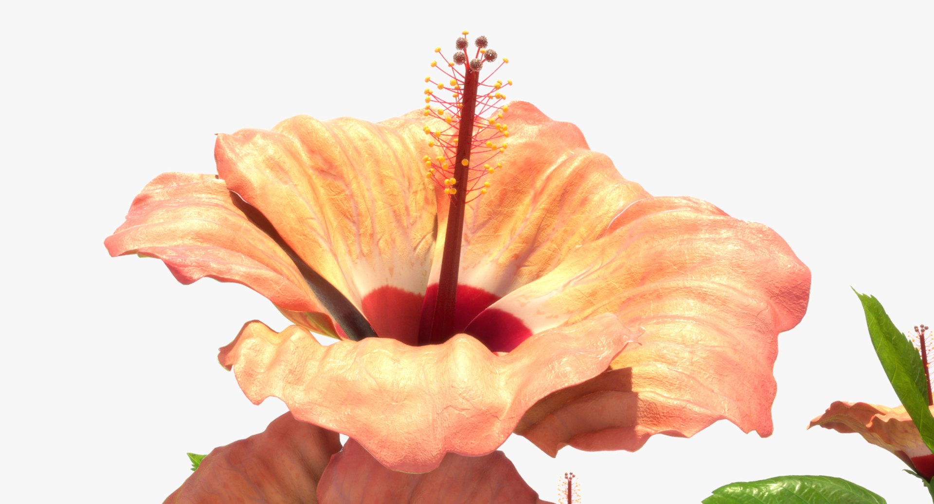 Hibiscus Flower Open 3d Model