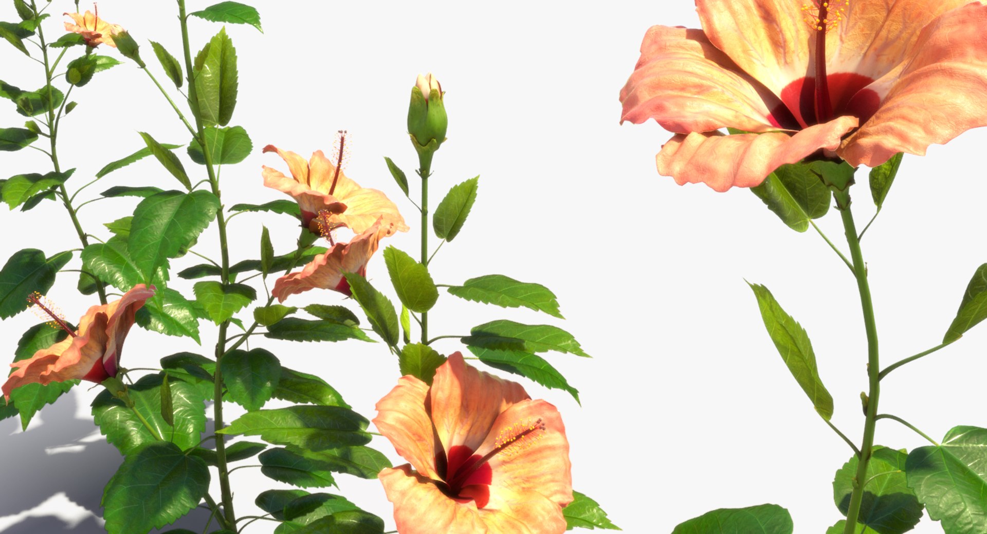 Hibiscus Flower Open 3d Model