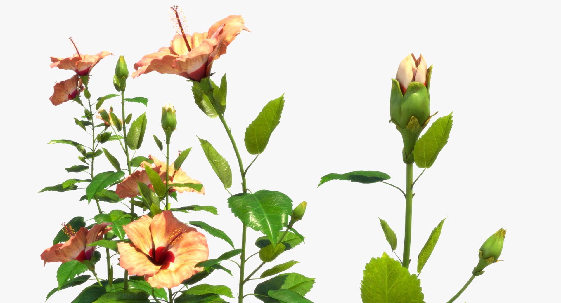 Hibiscus Flower Open 3d Model
