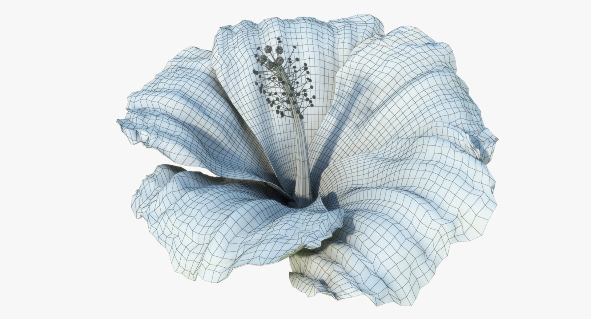 Hibiscus Flower Open 3d Model
