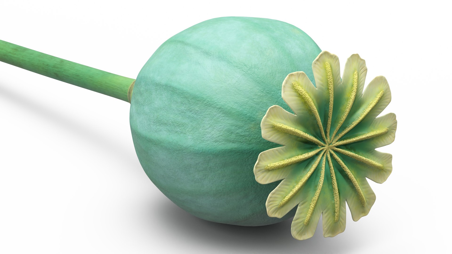 Fresh Poppy Seed Plant 3D - TurboSquid 2007454