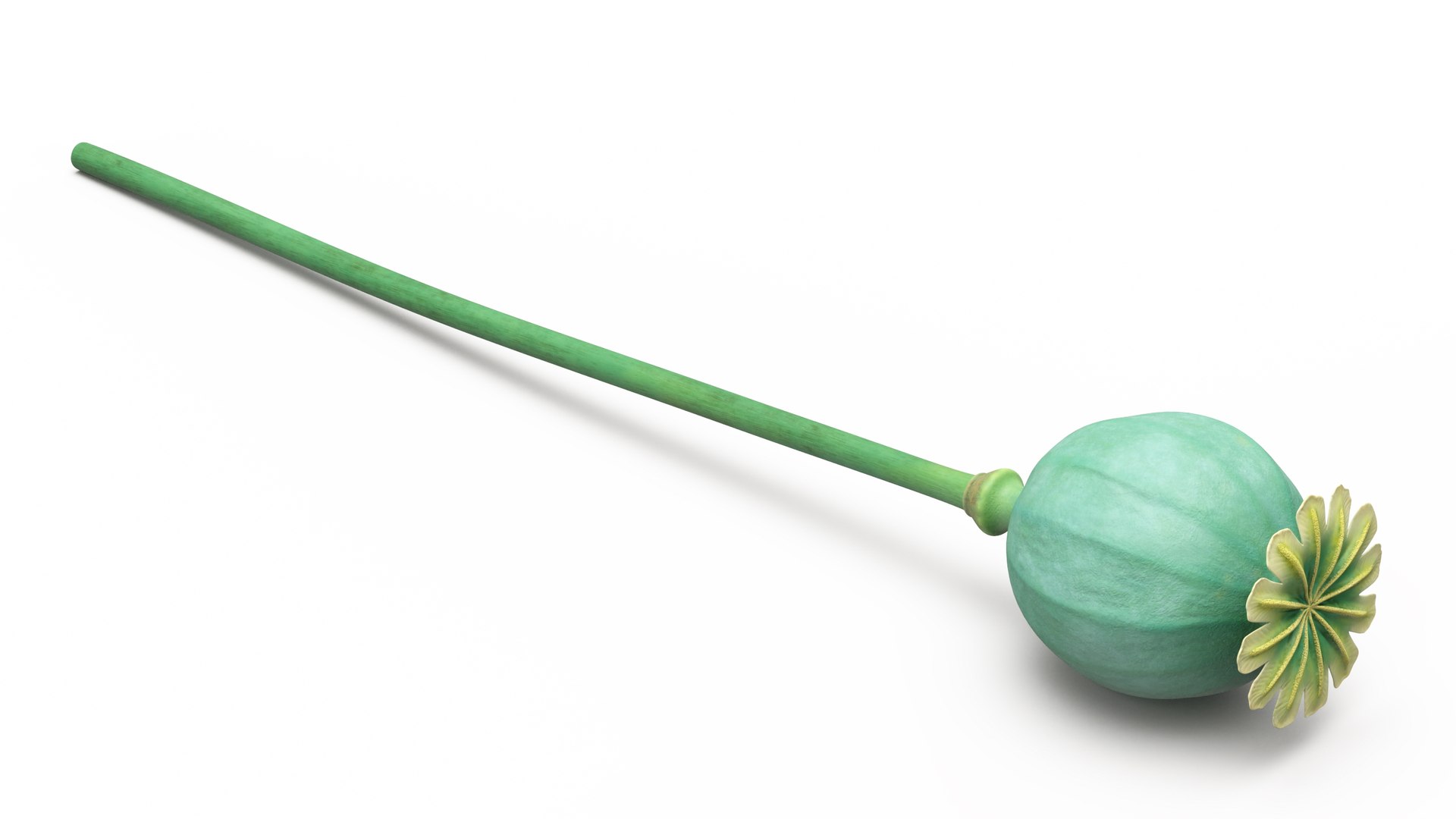 Fresh Poppy Seed Plant 3D - TurboSquid 2007454