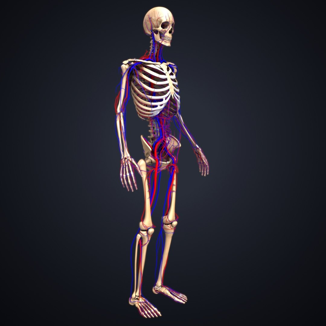 Skeleton Arteries Veins 3D Model - TurboSquid 1218190