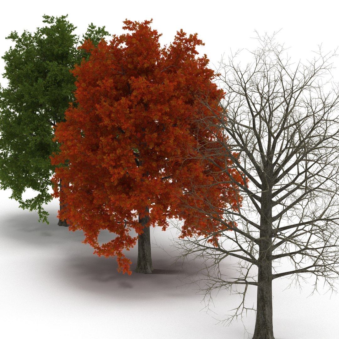 3d model red oak tree set