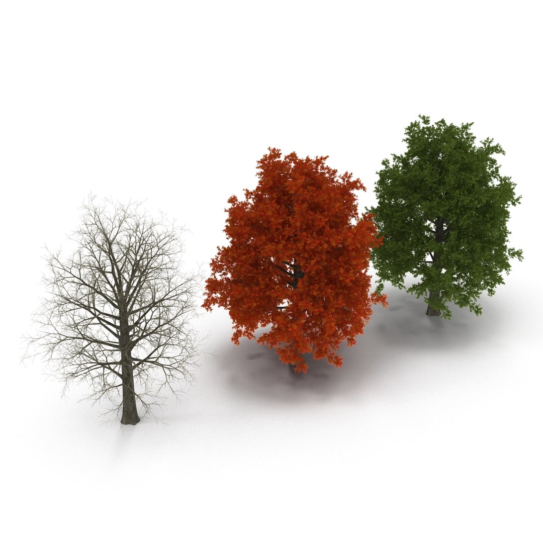 3d Model Red Oak Tree Set