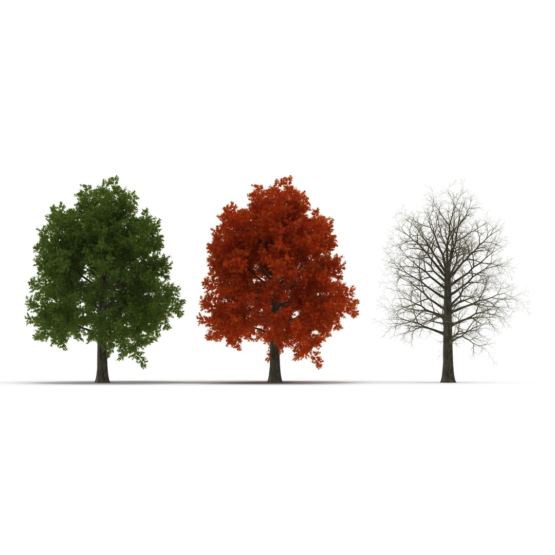 3d Model Red Oak Tree Set