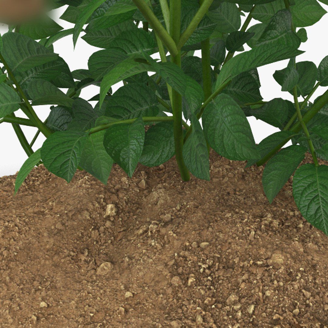 Potato plant 3D model - TurboSquid 1534210