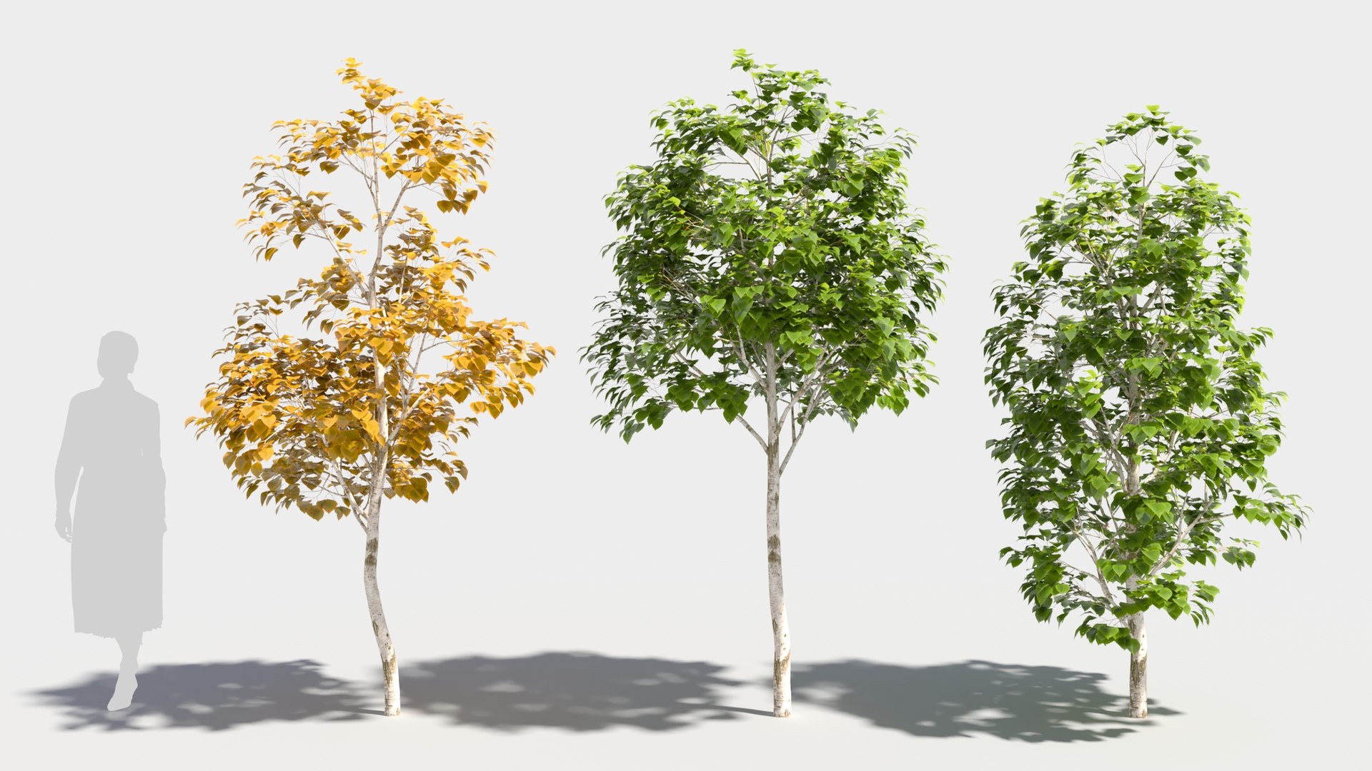 3D Model Betula Platyphylla - TurboSquid 2057934