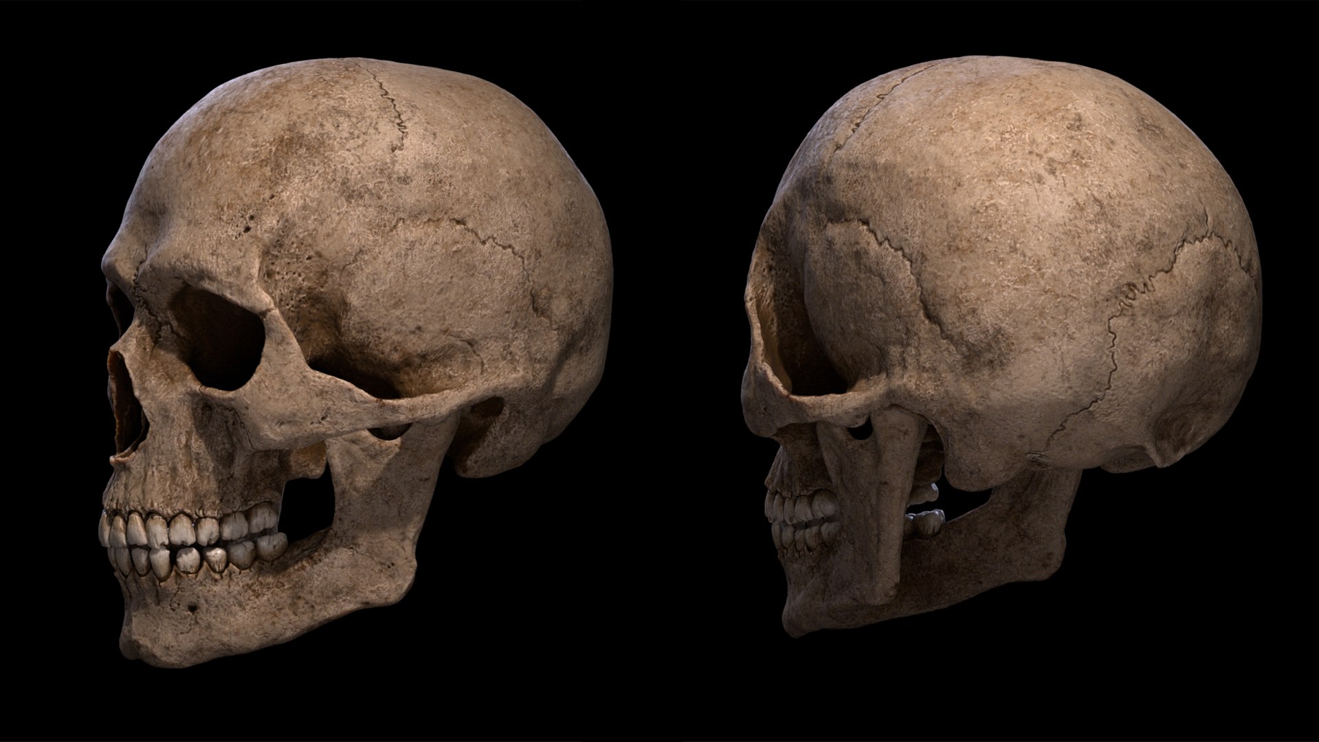 3D Realistic Skull - TurboSquid 1793030