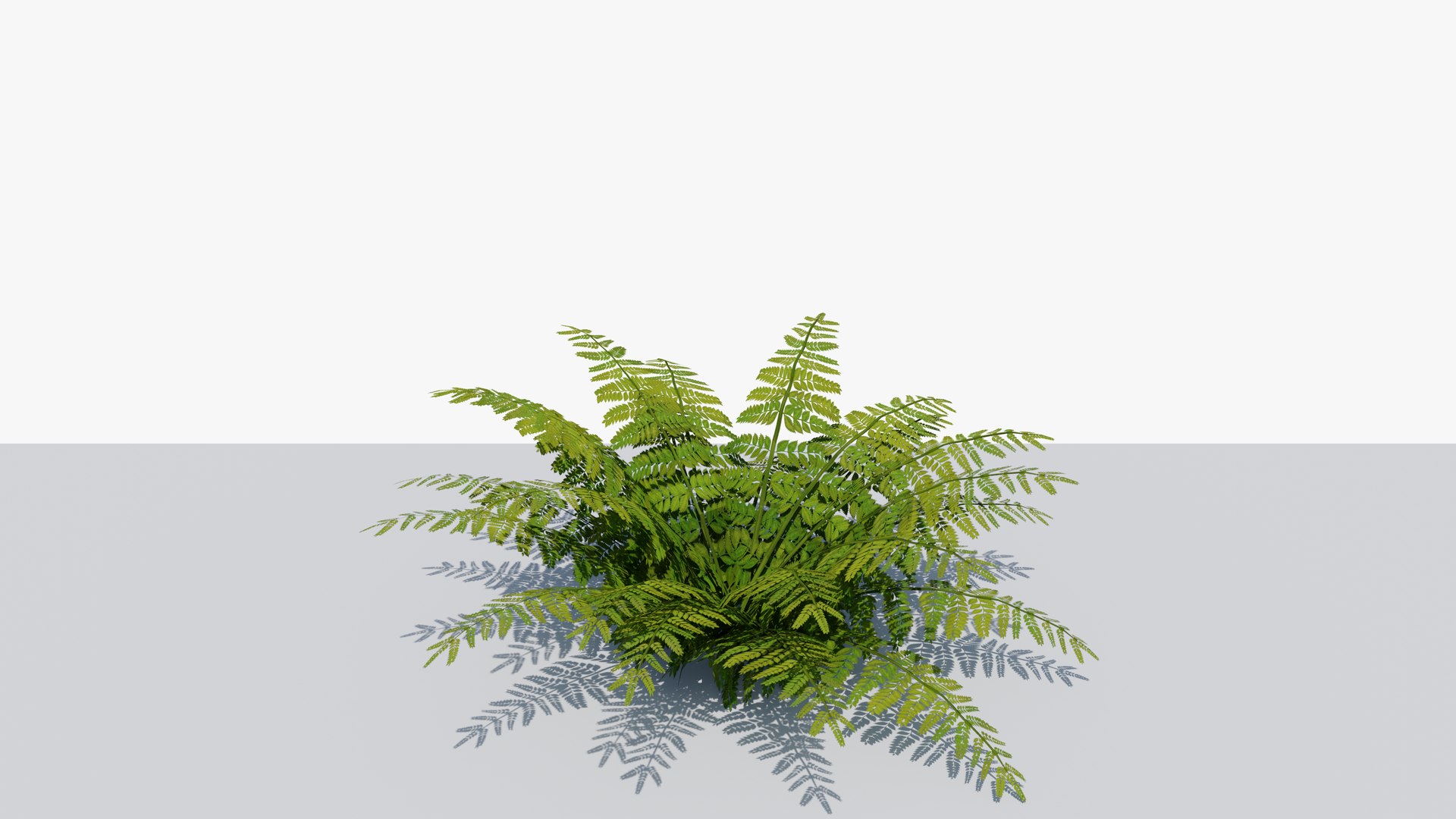 Fern 3D Model - TurboSquid 2027011