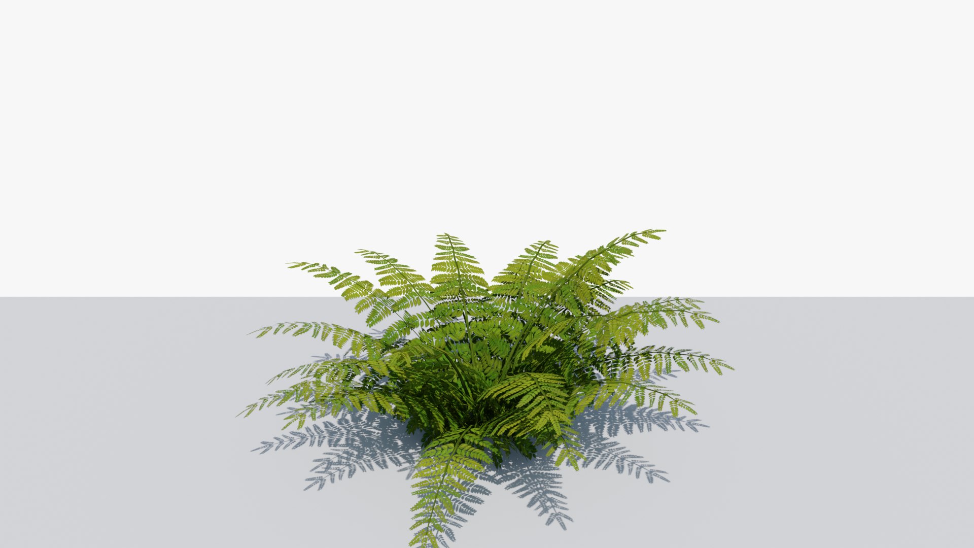 Fern 3D Model - TurboSquid 2027011