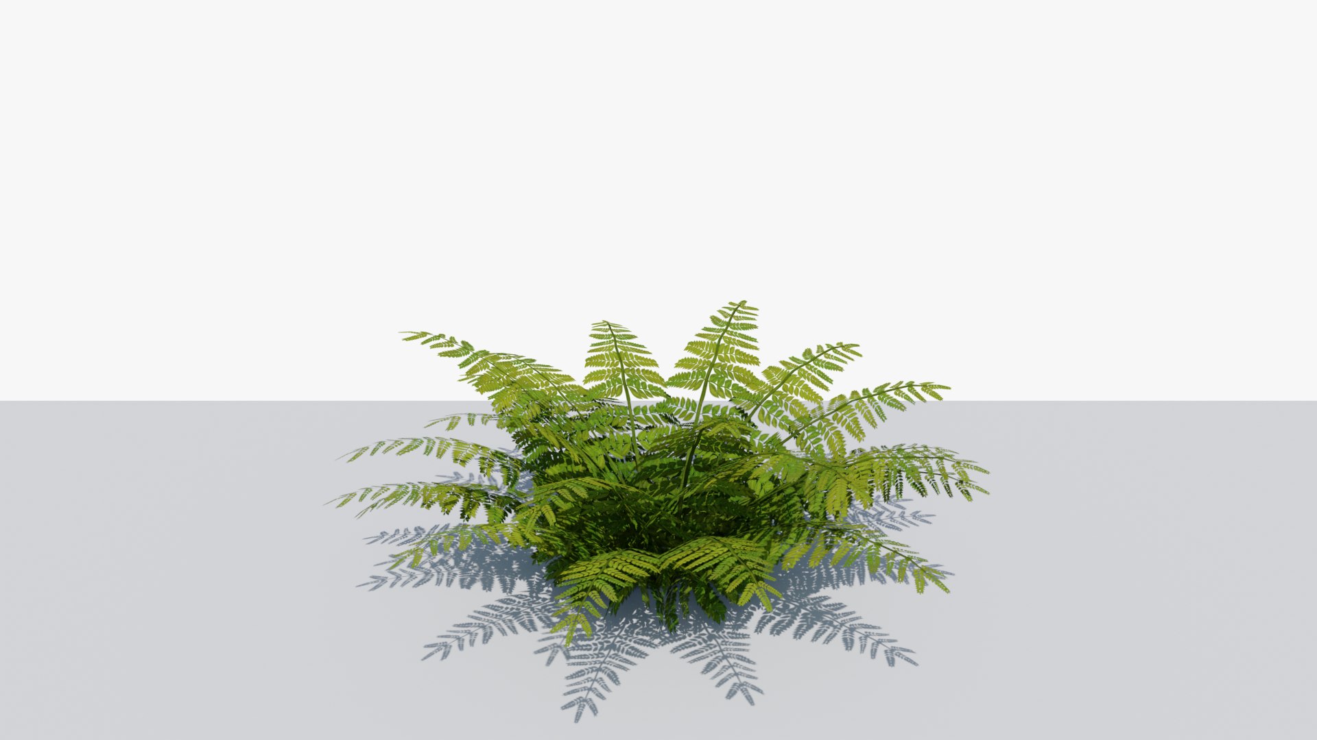 Fern 3D Model - TurboSquid 2027011