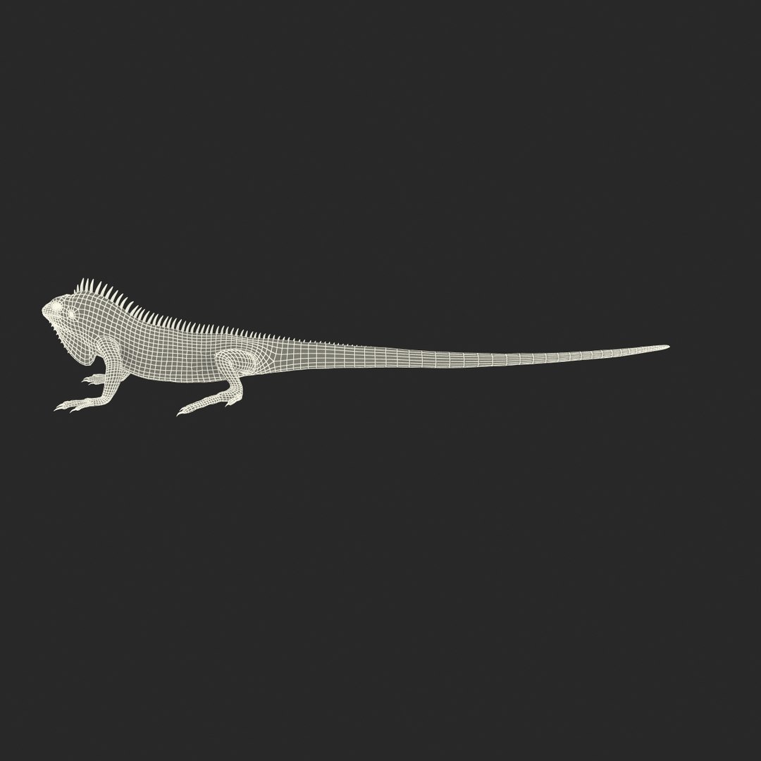 3d Model Green Iguana Pose 2