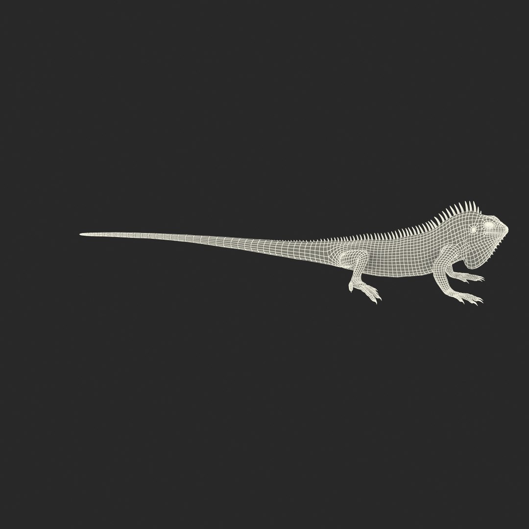3d Model Green Iguana Pose 2