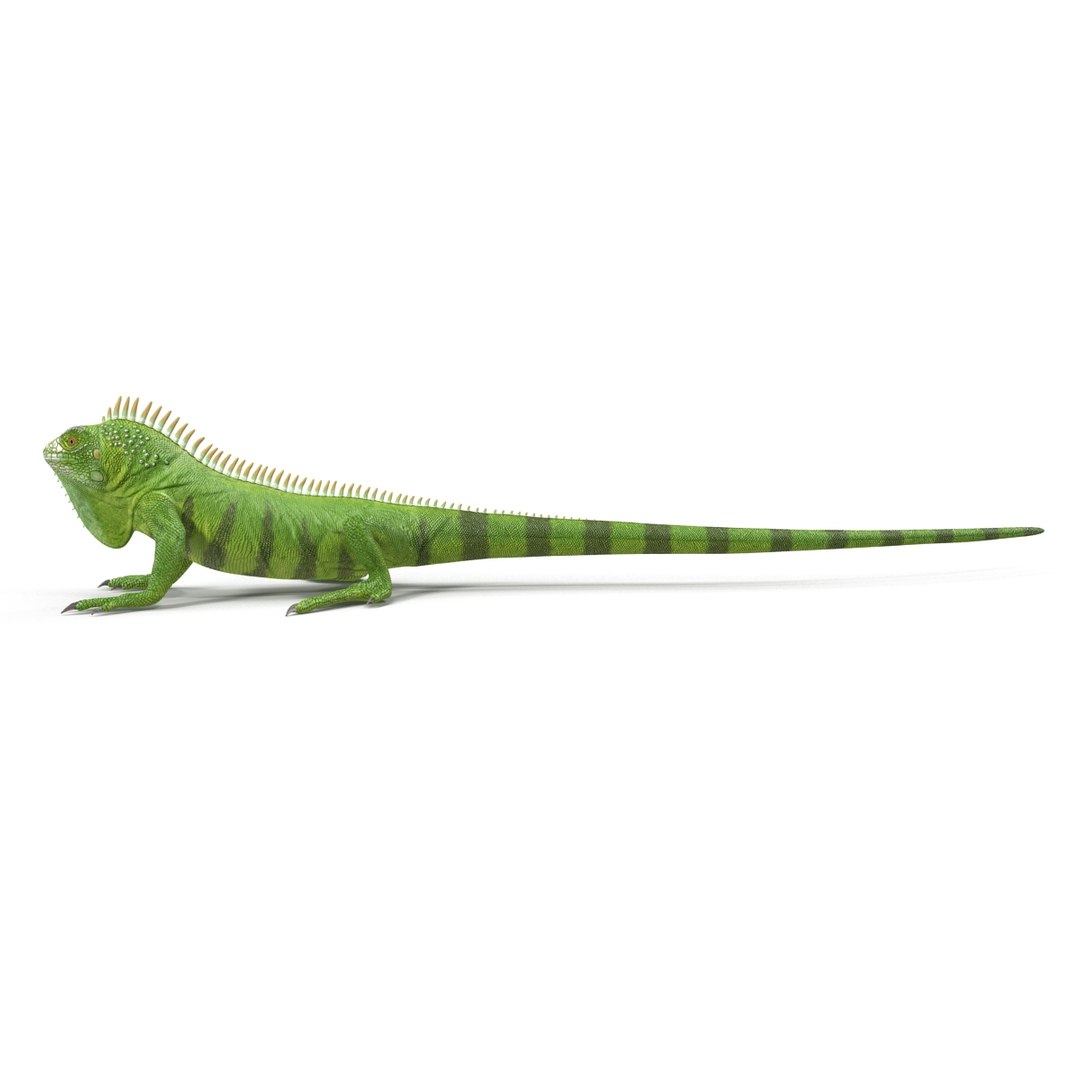 3d Model Green Iguana Pose 2