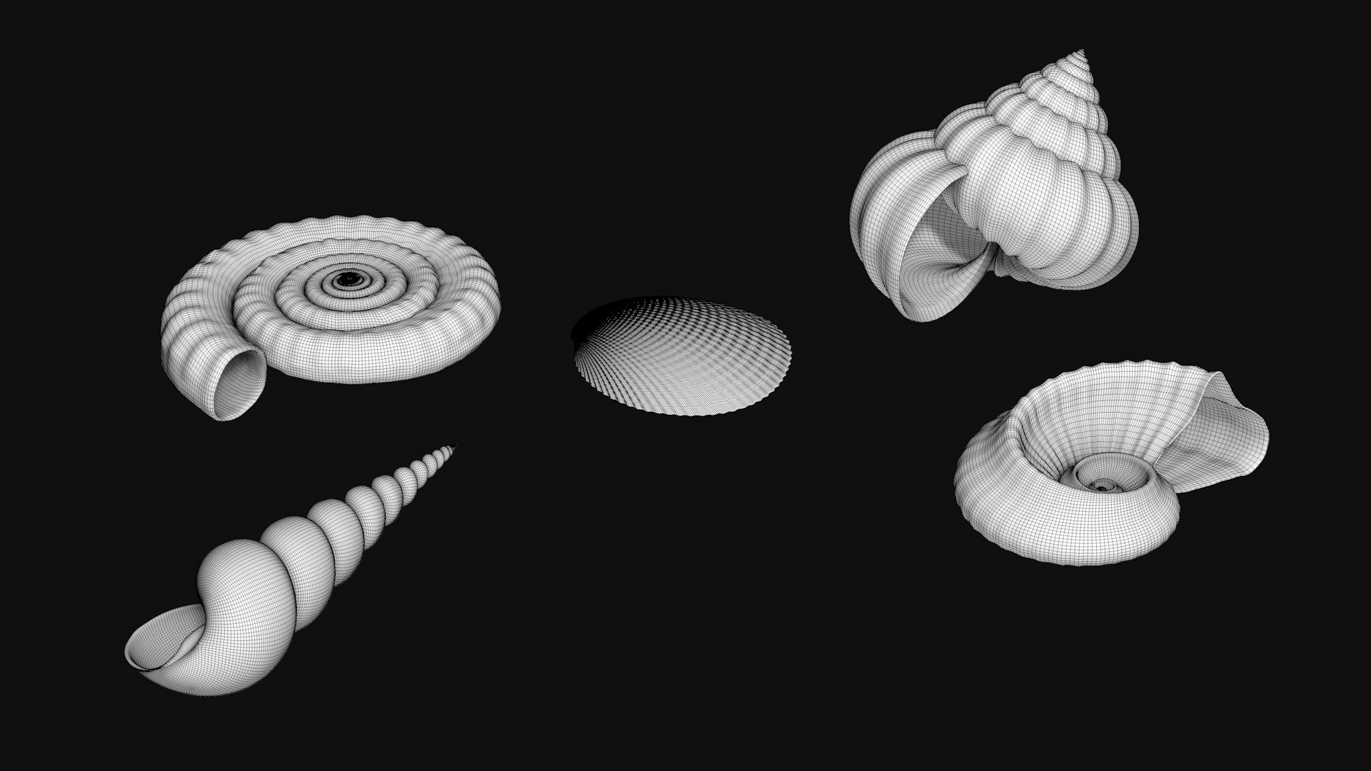 Shells And Ammonites 3D Model - TurboSquid 2357387