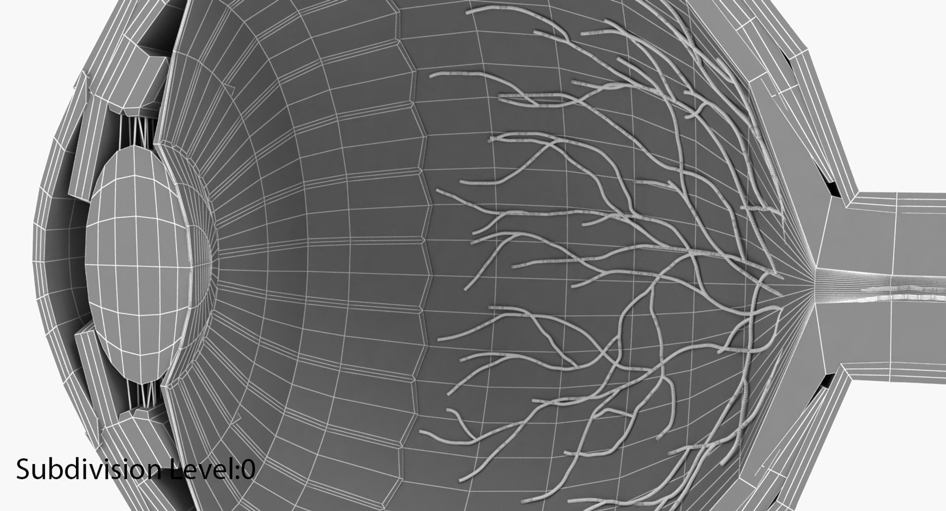 3d Eye Anatomy Model