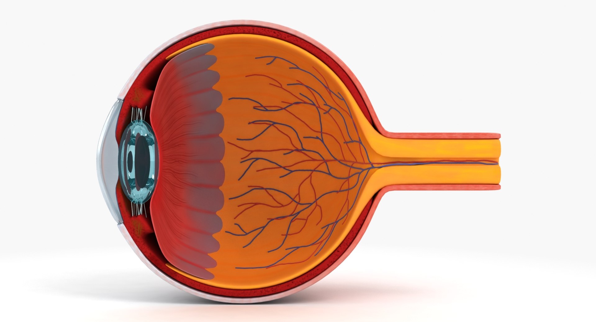 3d Eye Anatomy Model