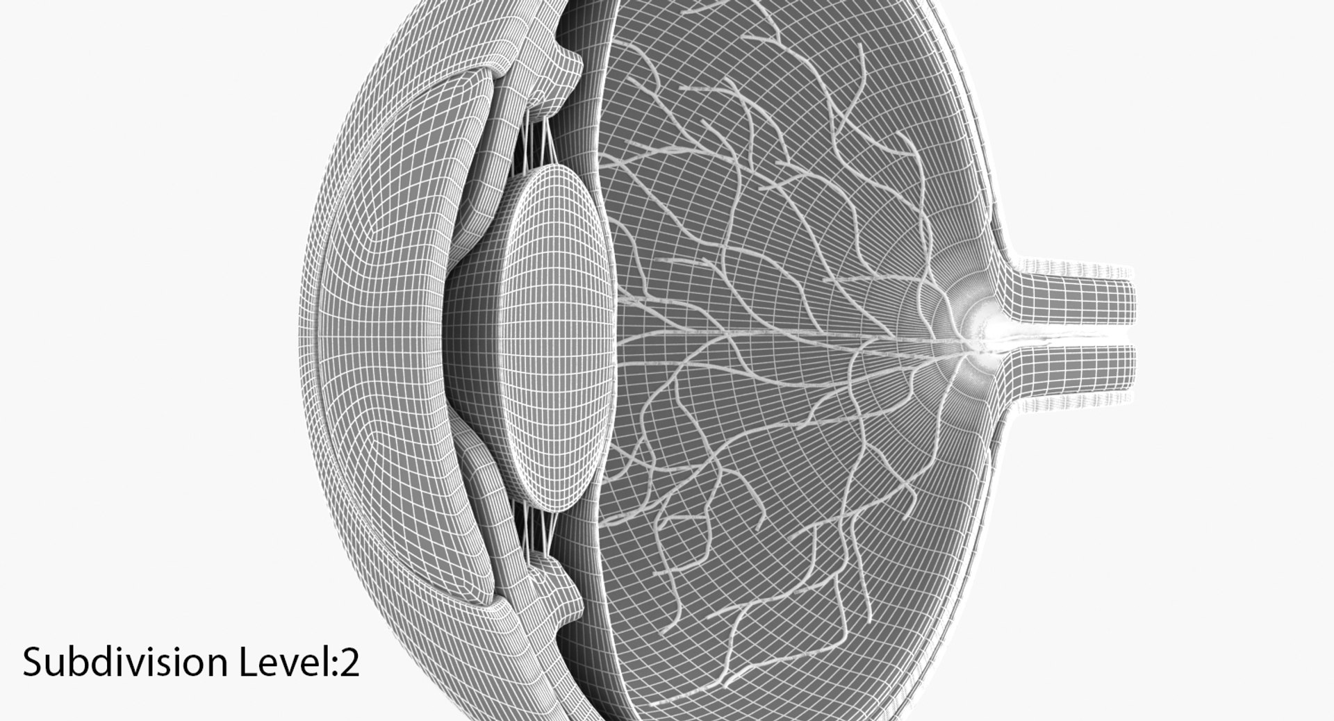 3d Eye Anatomy Model
