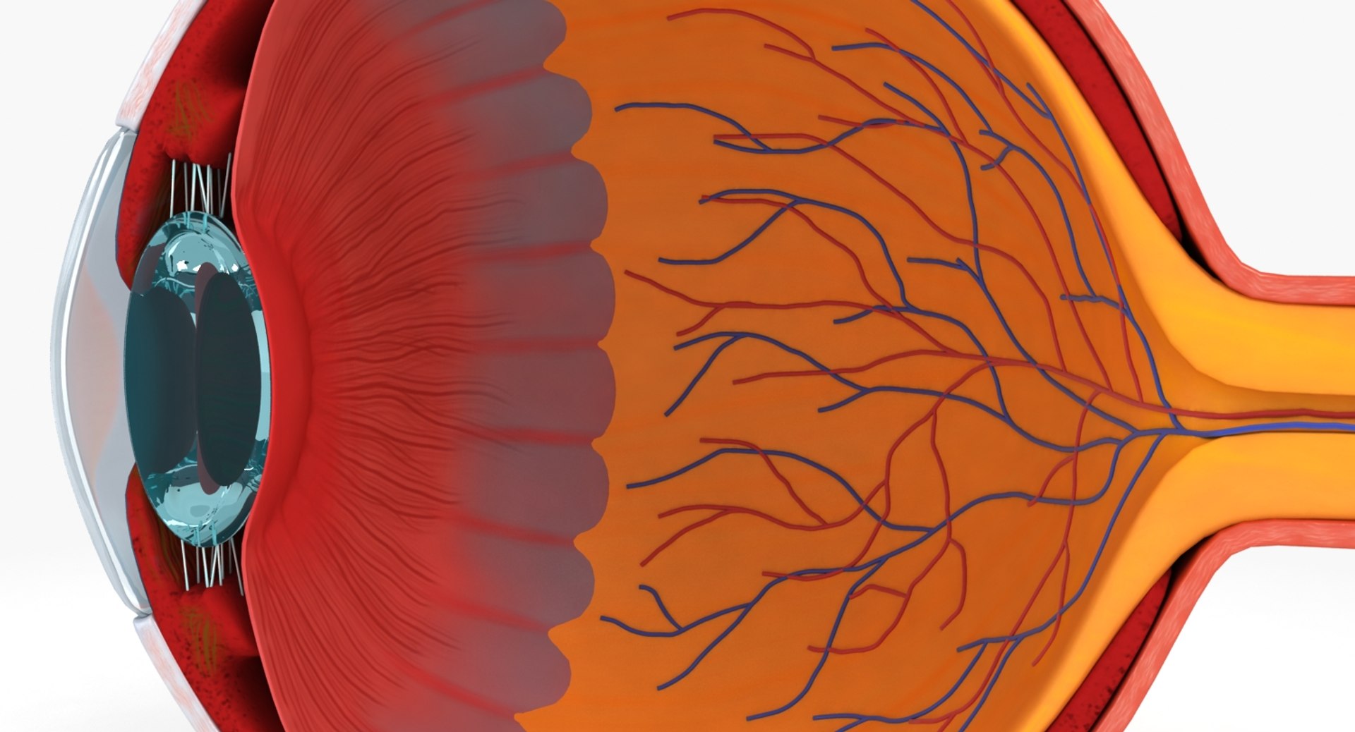 3d Eye Anatomy Model