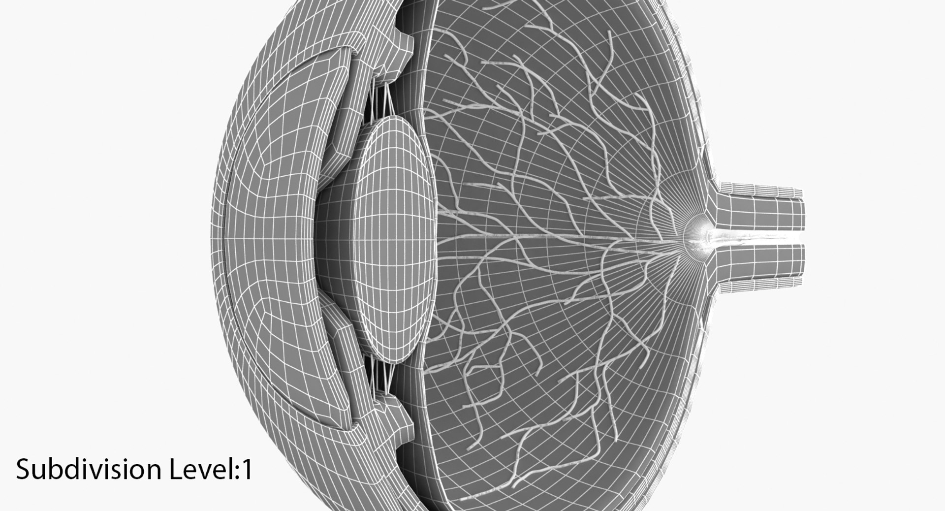 3d Eye Anatomy Model