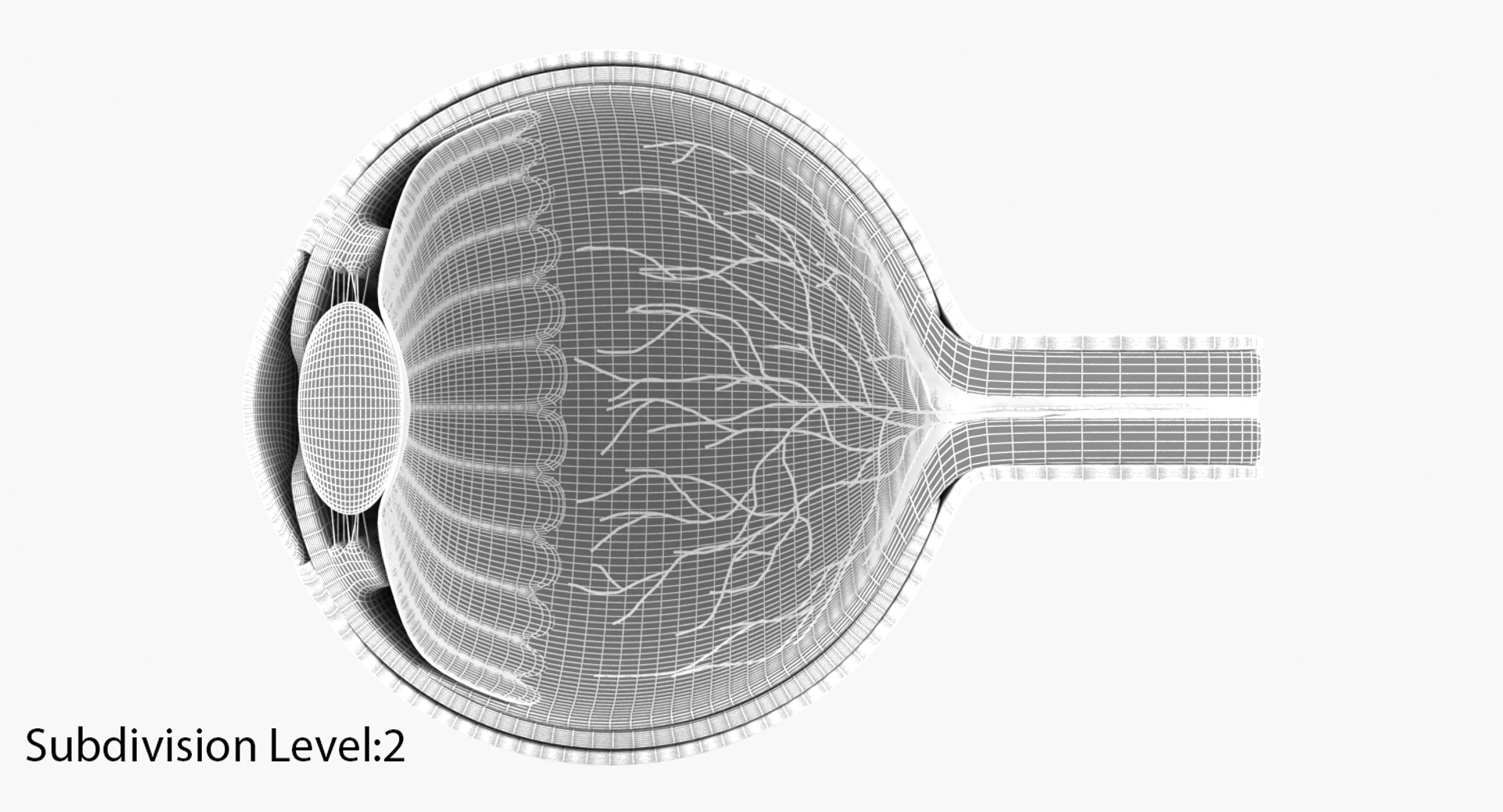 3d eye anatomy model