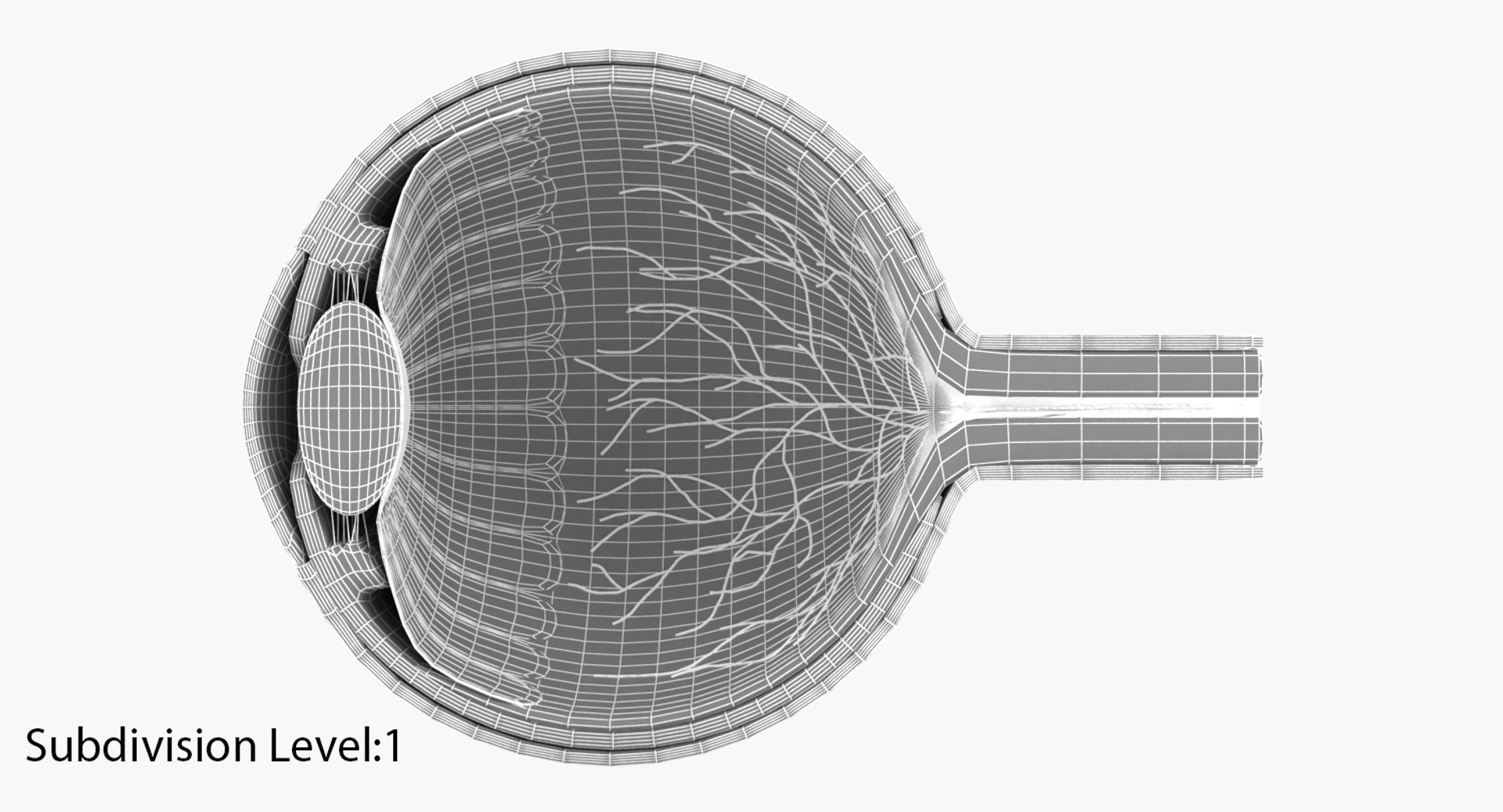 3d Eye Anatomy Model