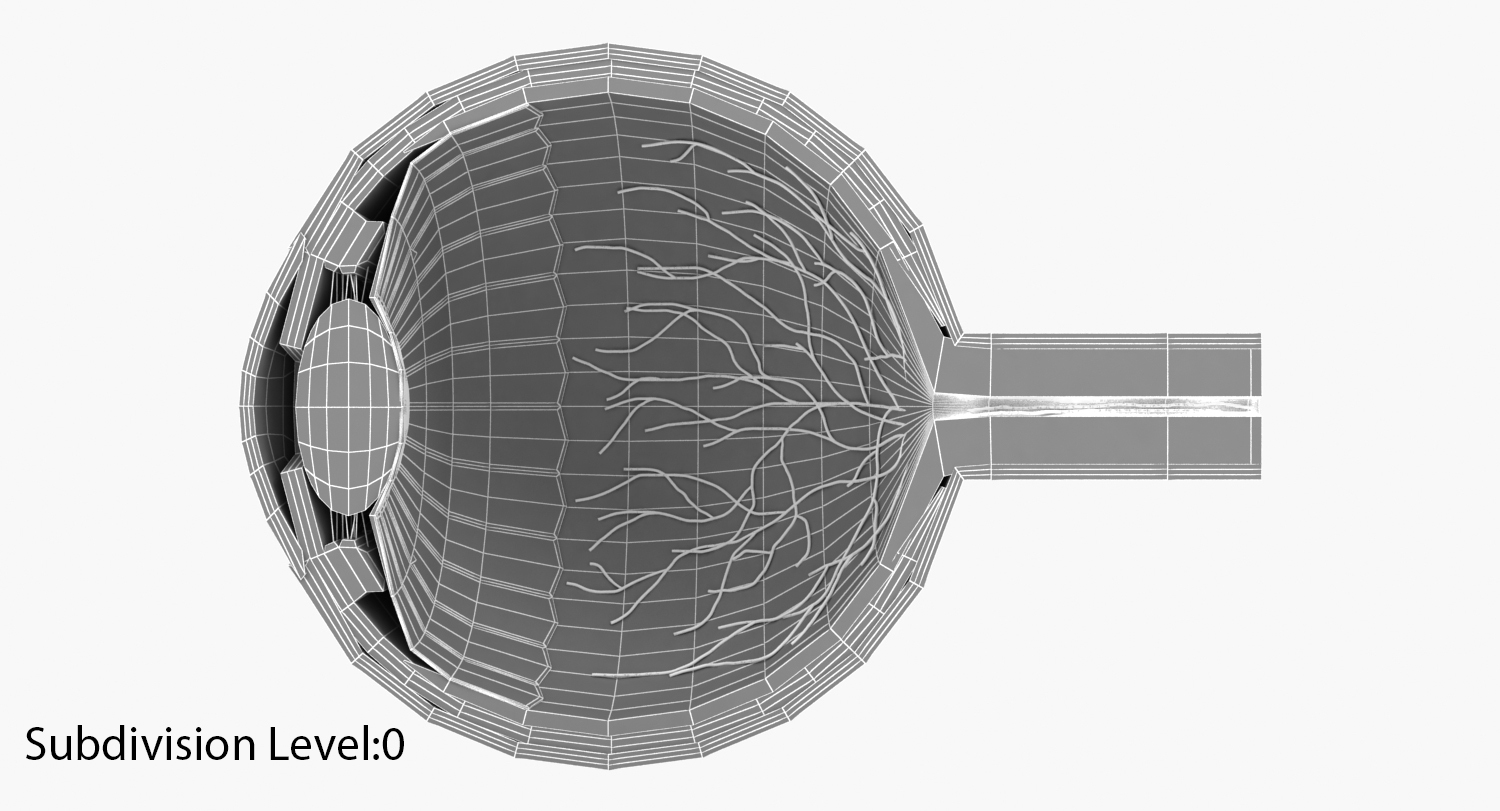 3d eye anatomy model