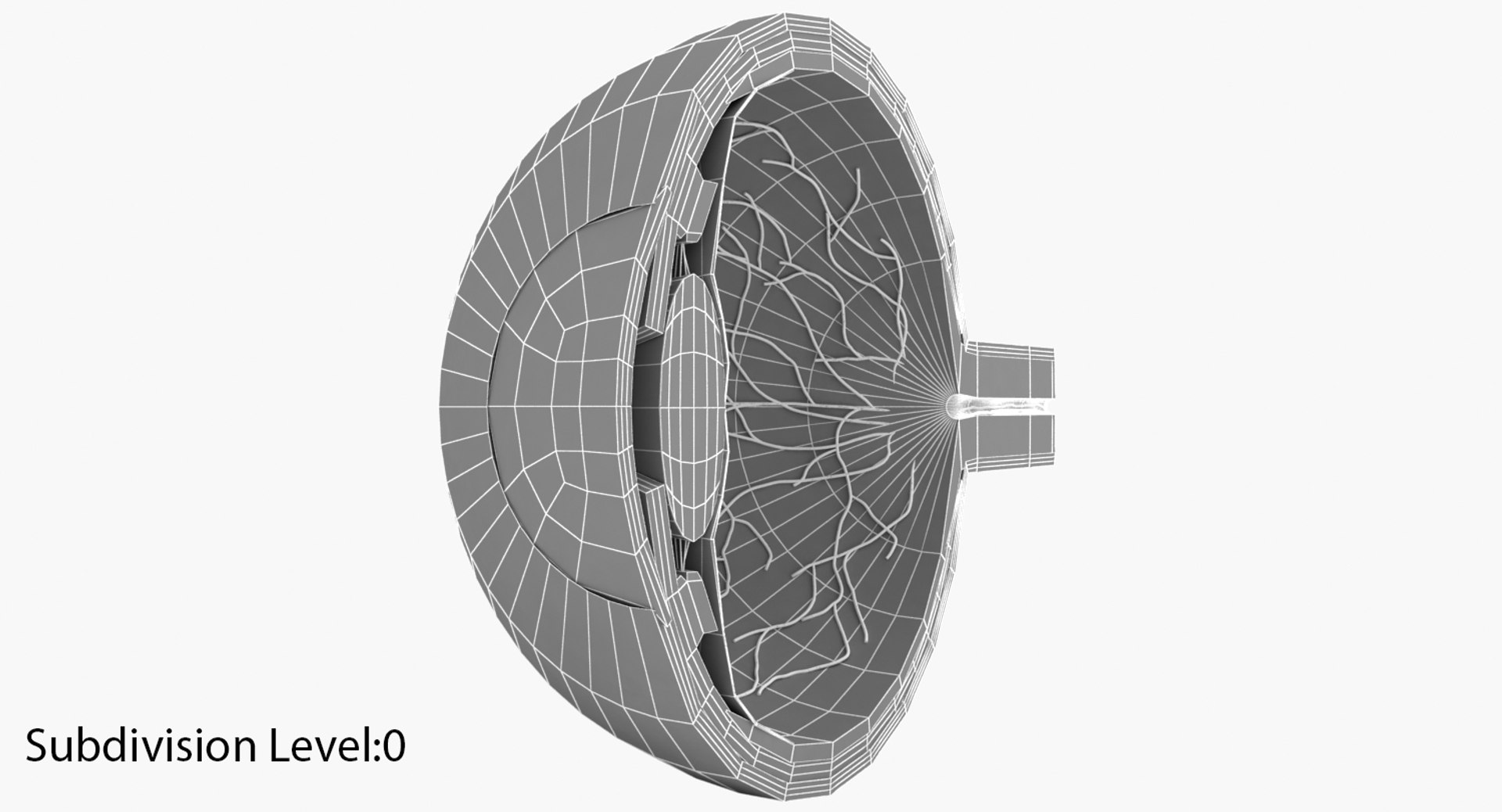 3d Eye Anatomy Model