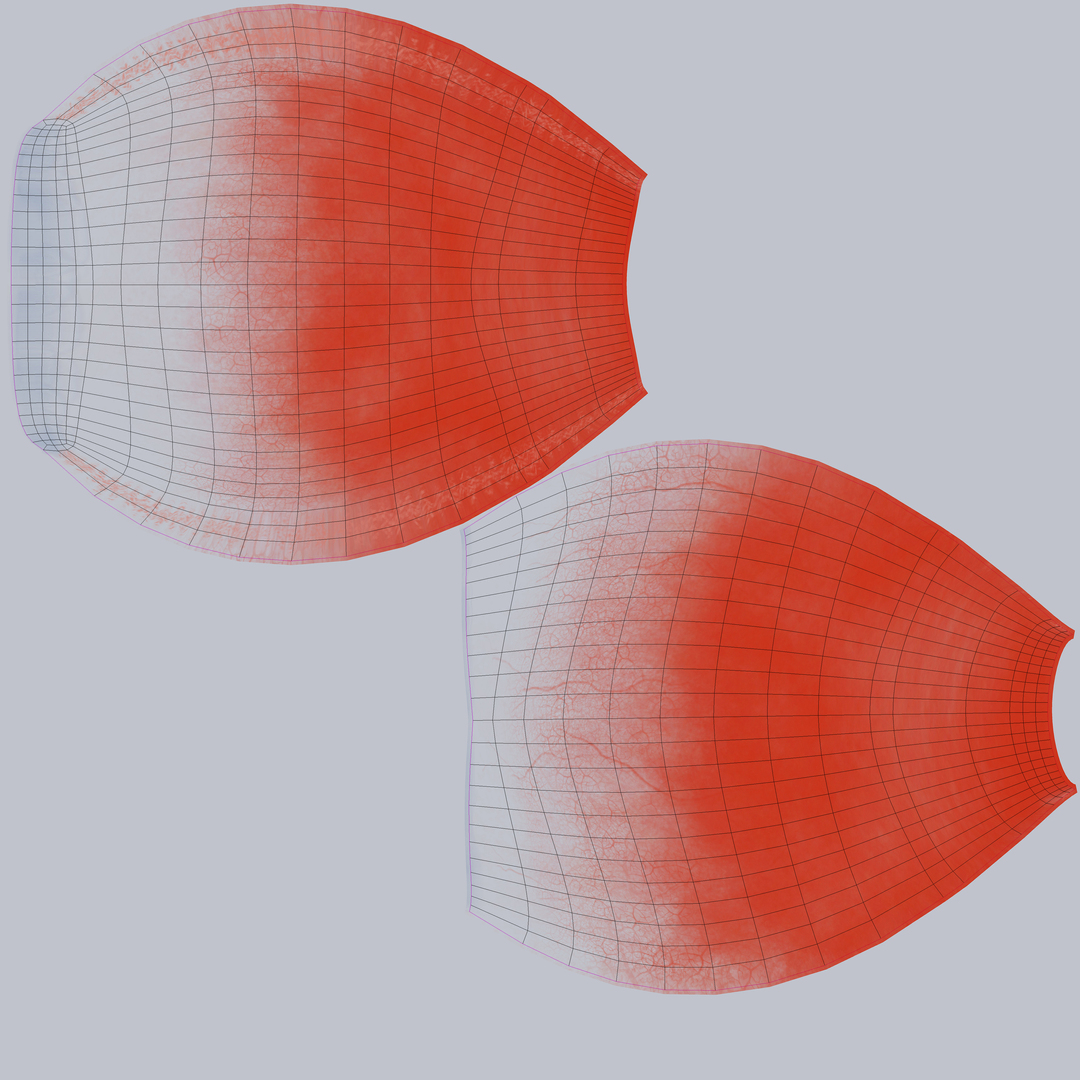 3d eye anatomy model
