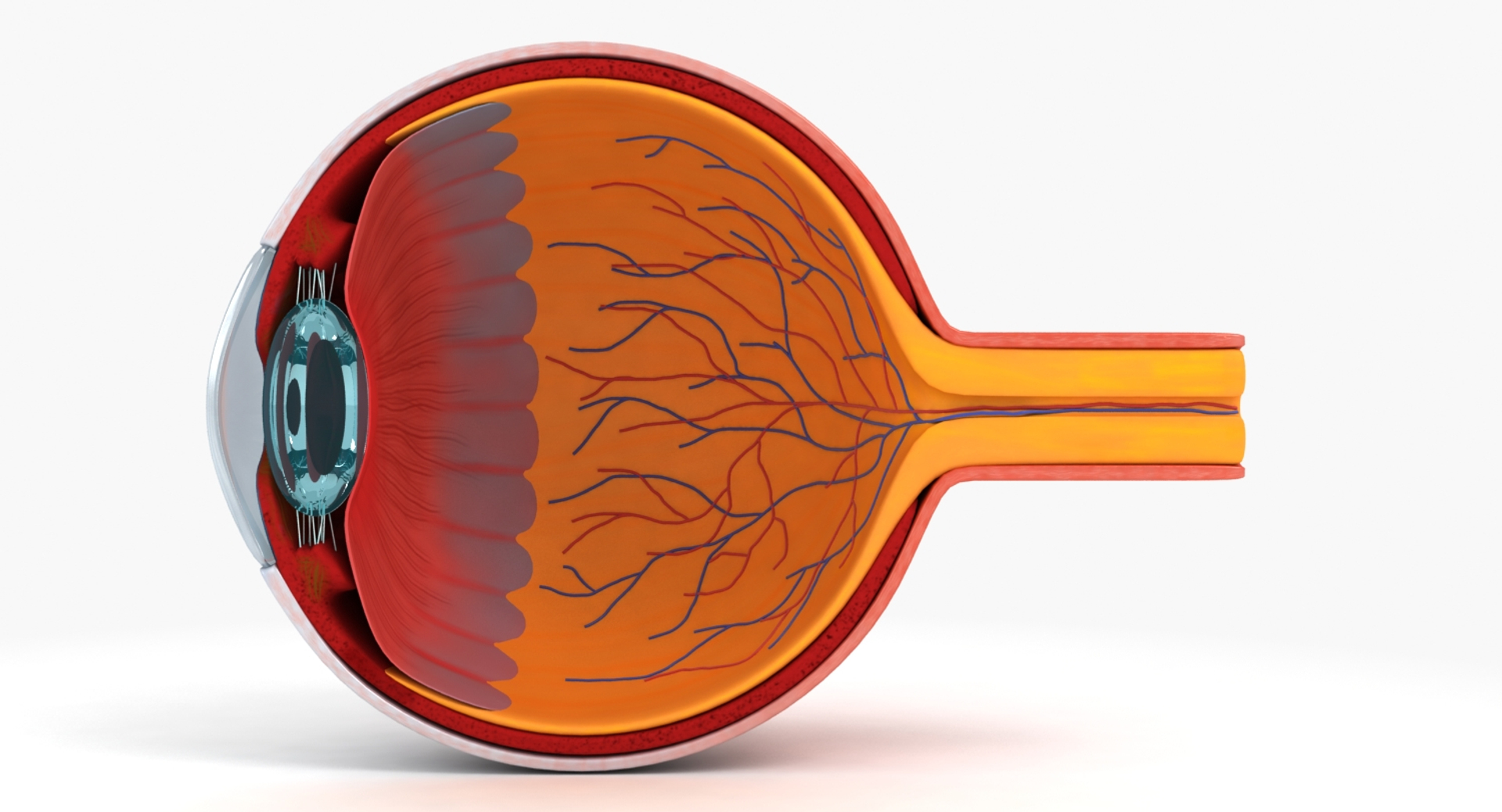 3d Eye Anatomy Model
