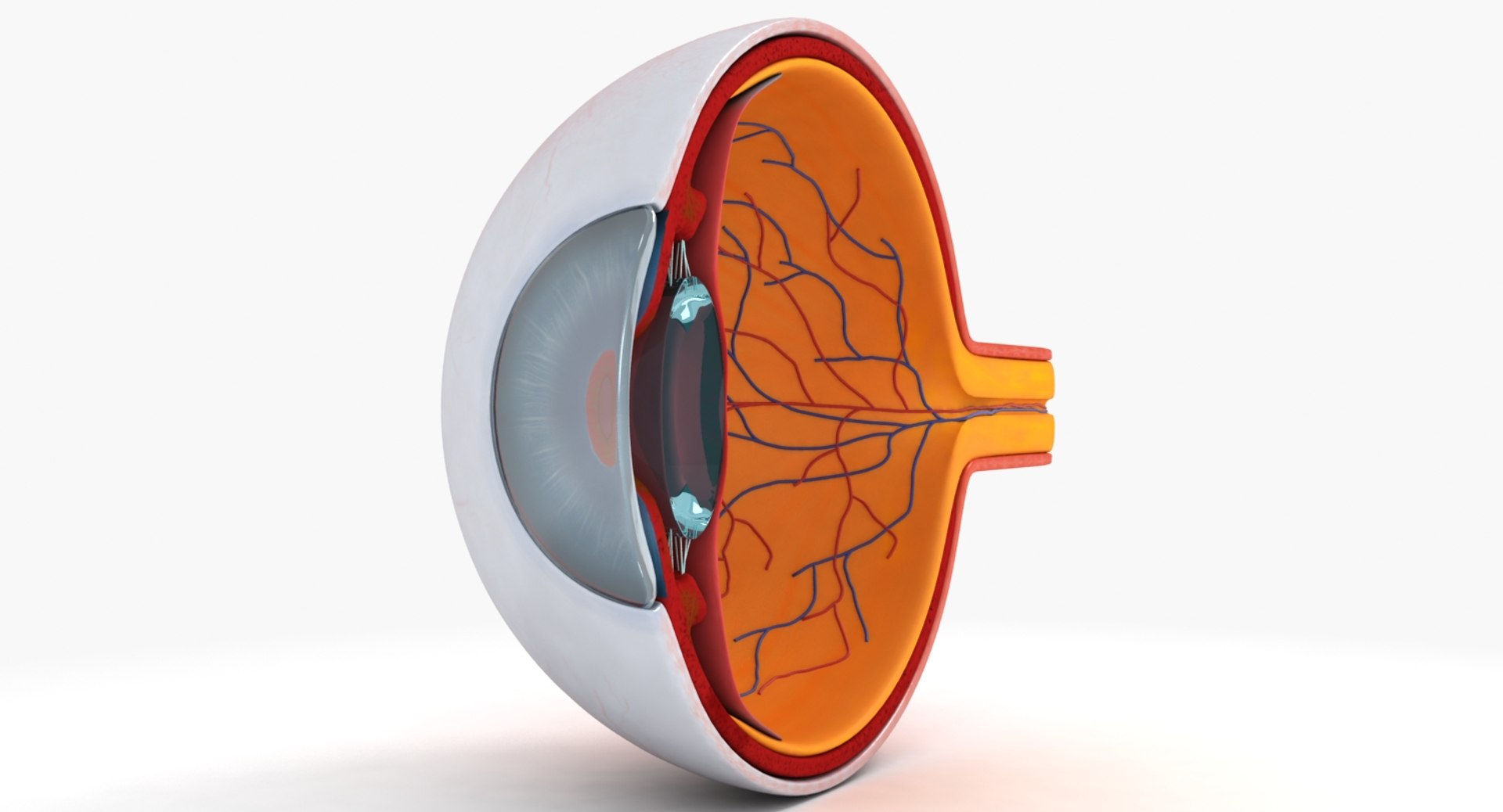 3d Eye Anatomy Model