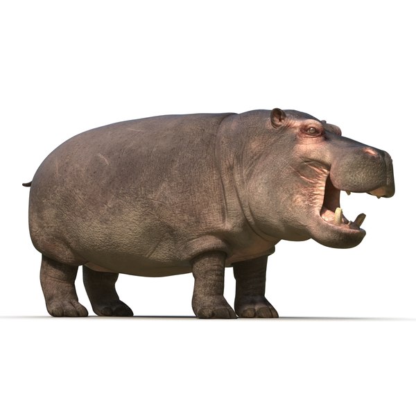 3d hippopotamus rigged model