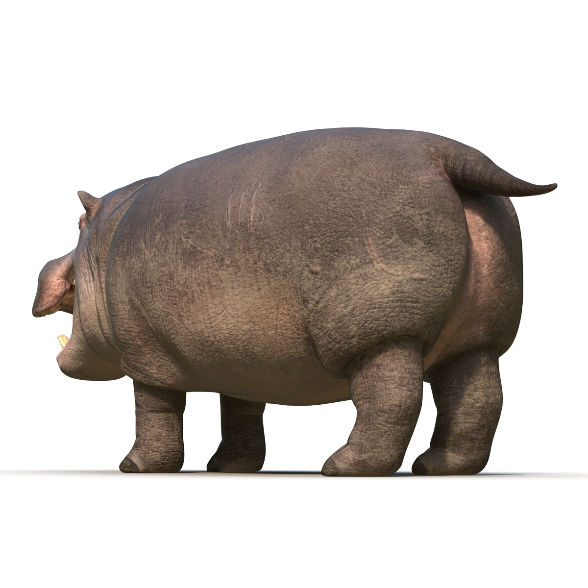 3d hippopotamus rigged model