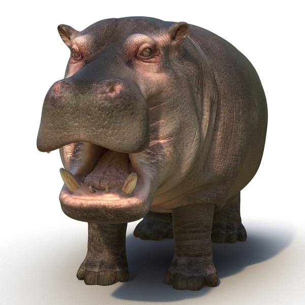3d hippopotamus rigged model