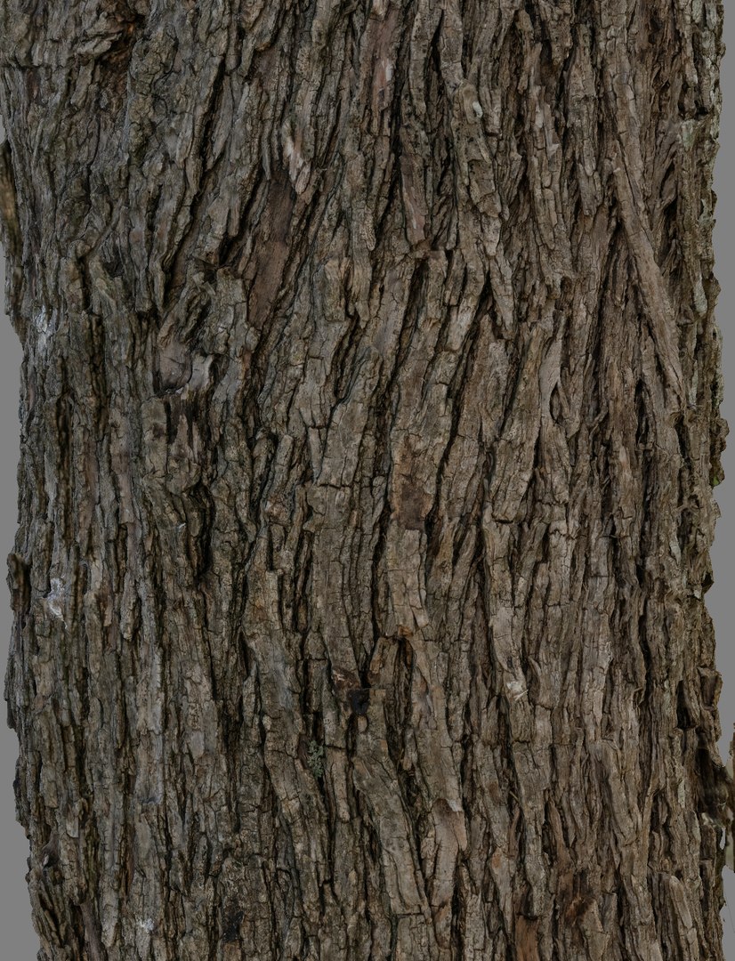 Tree Trunk 09 Scan 3 X 16k Textures 3D Model - TurboSquid 1802412